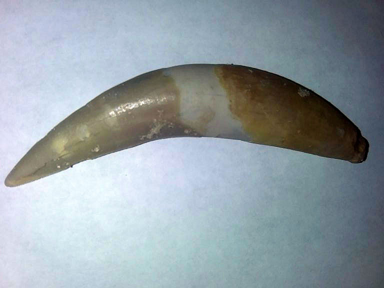 Bone Valley canine id - Fossil ID - The Fossil Forum