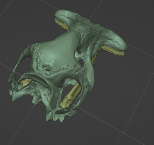 Atopodentaus skull reconstruction - Paleo Re-creations - The Fossil Forum