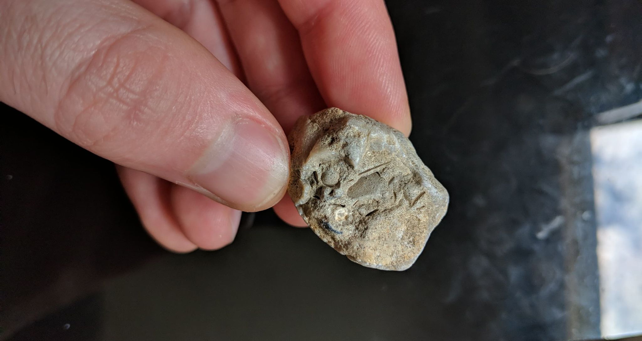 Second opinion on possible fossilized barnacle - Fossil ID - The Fossil ...