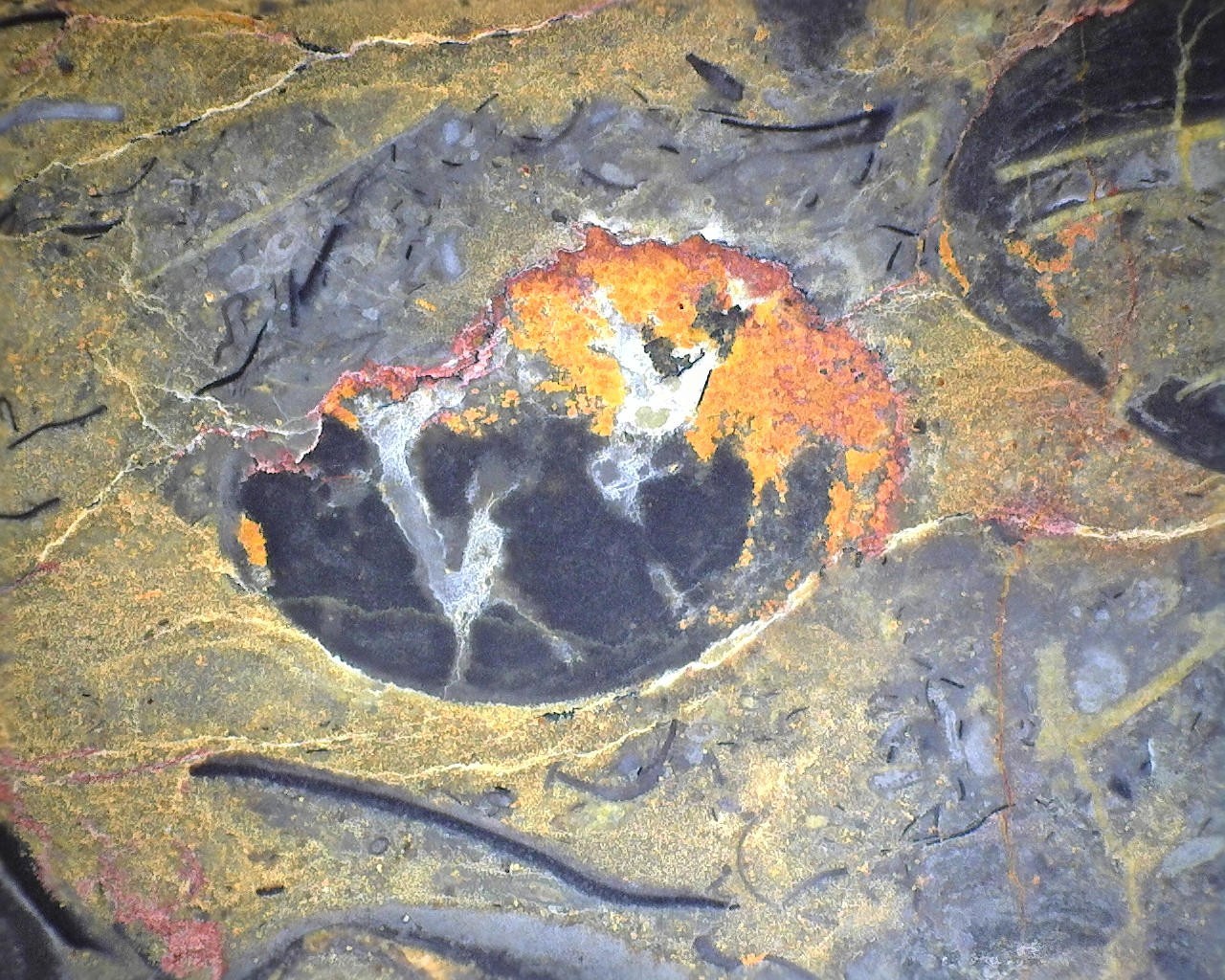 Show your stromatolites by period/epoch - Member Collections - The ...