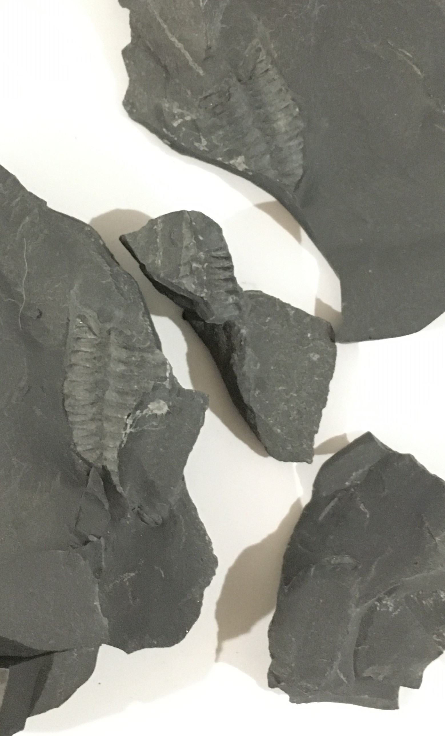 Triarthrus Resurrection Attempt - Fossil Preparation - The Fossil Forum