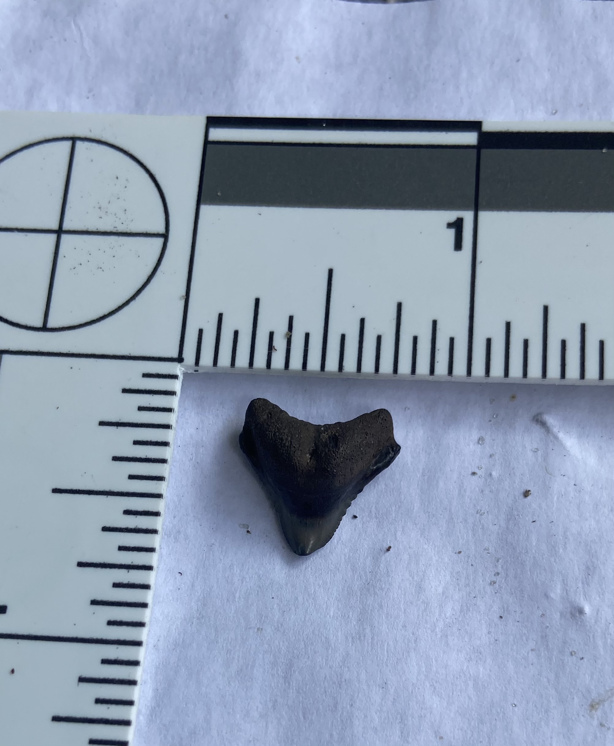Payne Creek/Peace River IDs needed - armadillo scute, shark tooth ...