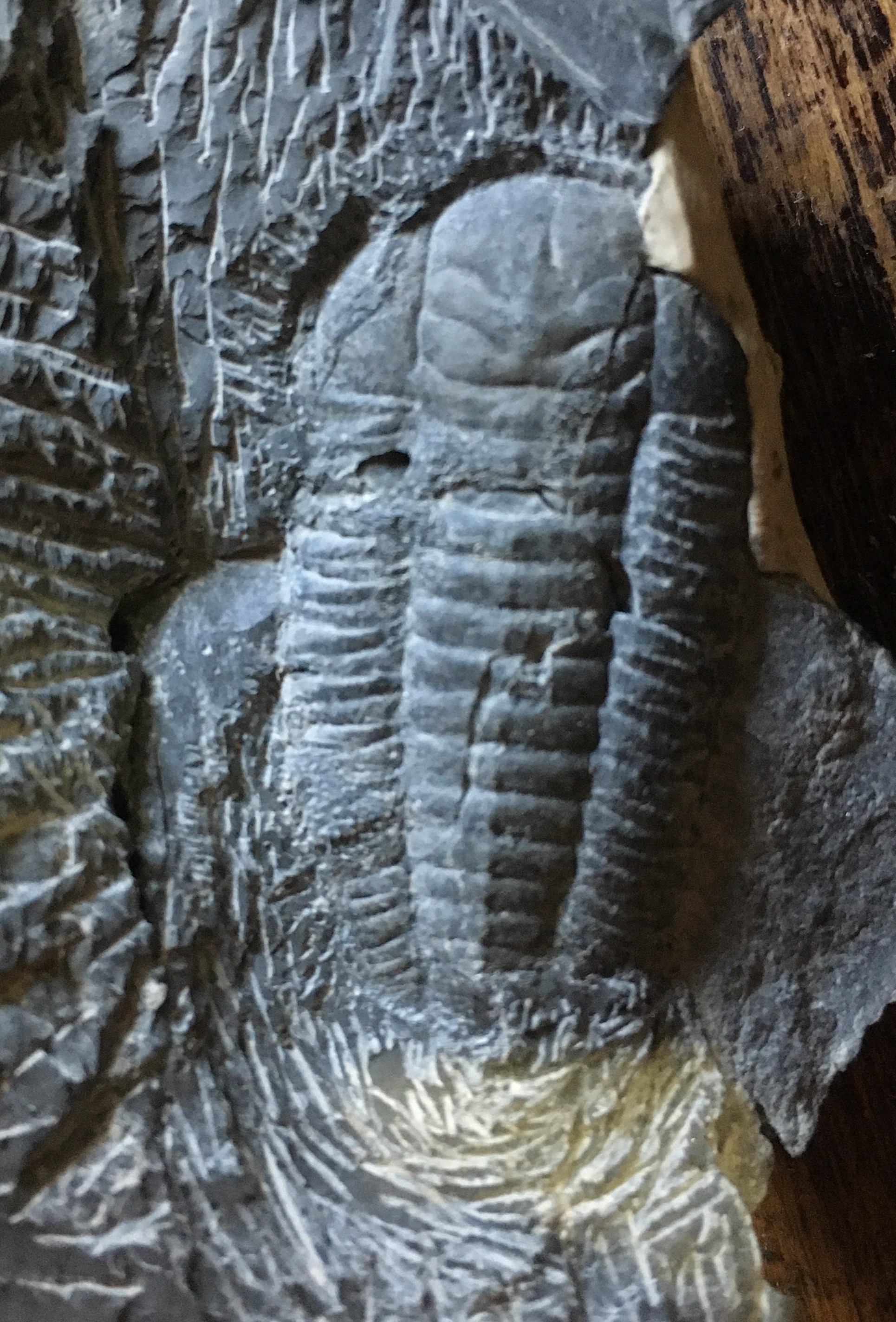 Triarthrus Resurrection Attempt - Fossil Preparation - The Fossil Forum