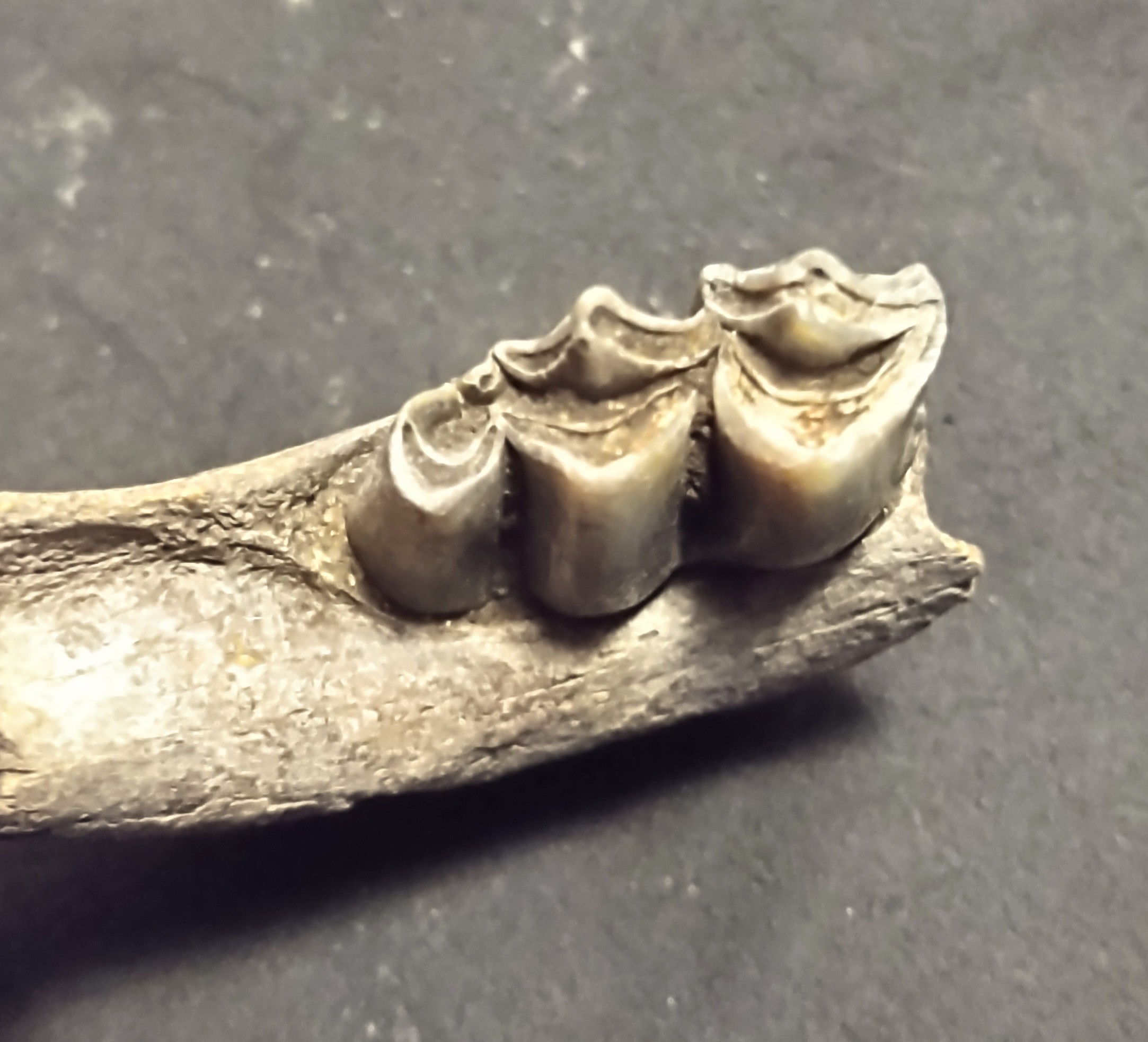 Camelid molar? - Fossil ID - The Fossil Forum