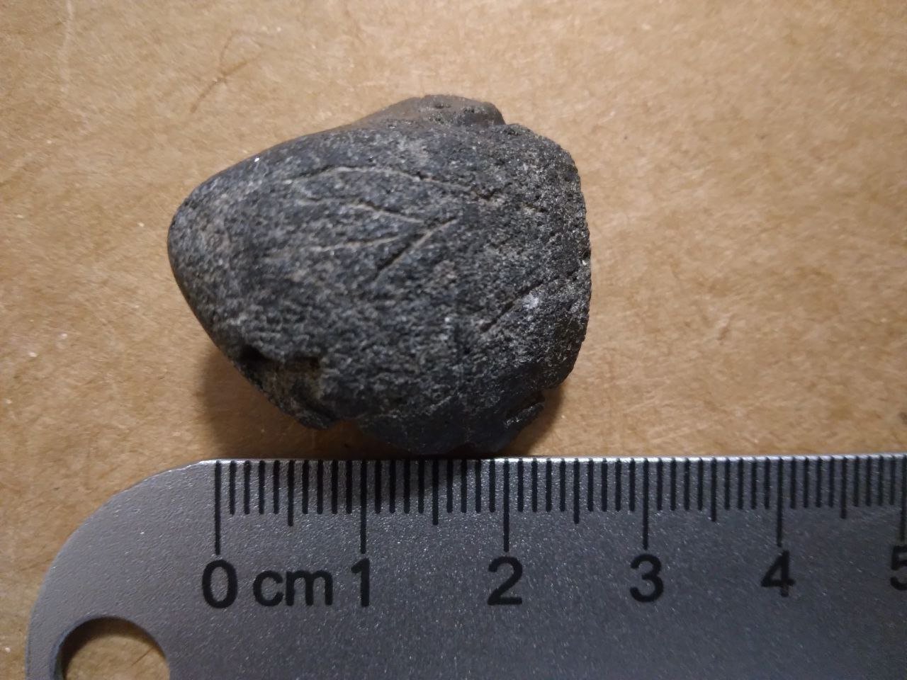 Myrtle Beach Fossil Ids - Fossil ID - The Fossil Forum