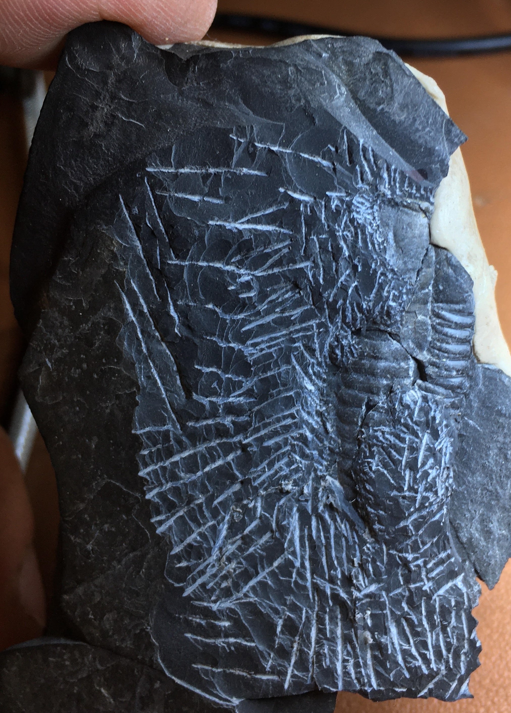 Triarthrus Resurrection Attempt - Fossil Preparation - The Fossil Forum