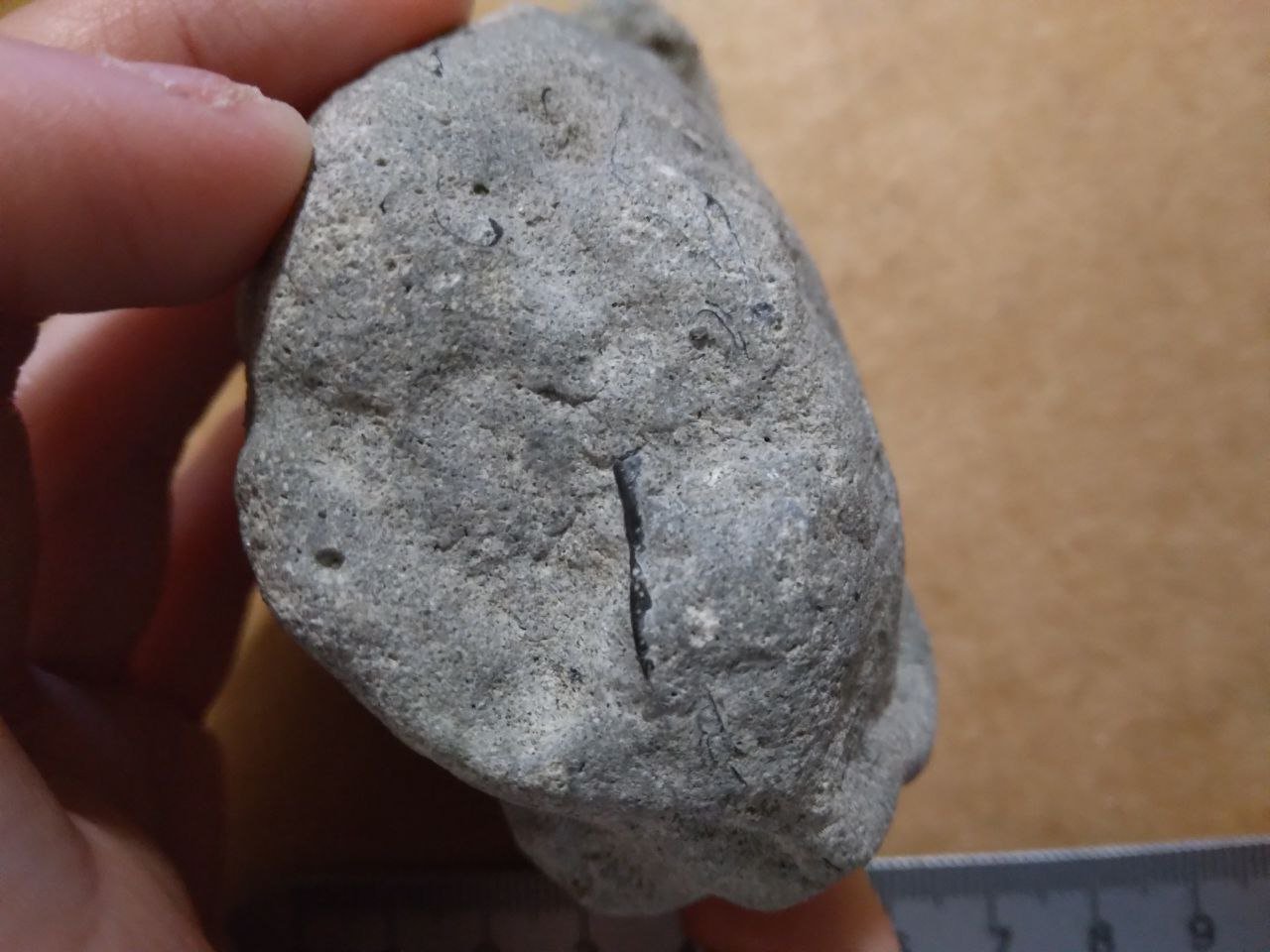 Myrtle Beach Fossil Ids - Fossil ID - The Fossil Forum