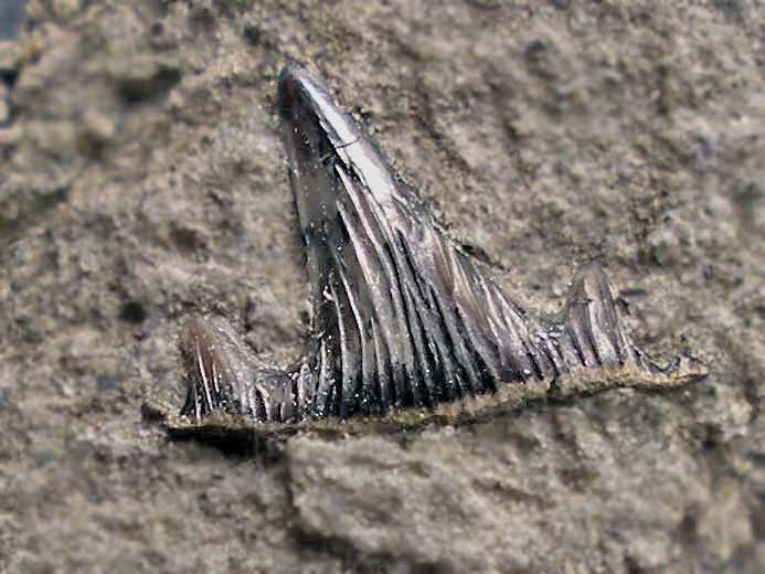 Found this tiny tooth in matrix? - Fossil ID - The Fossil Forum