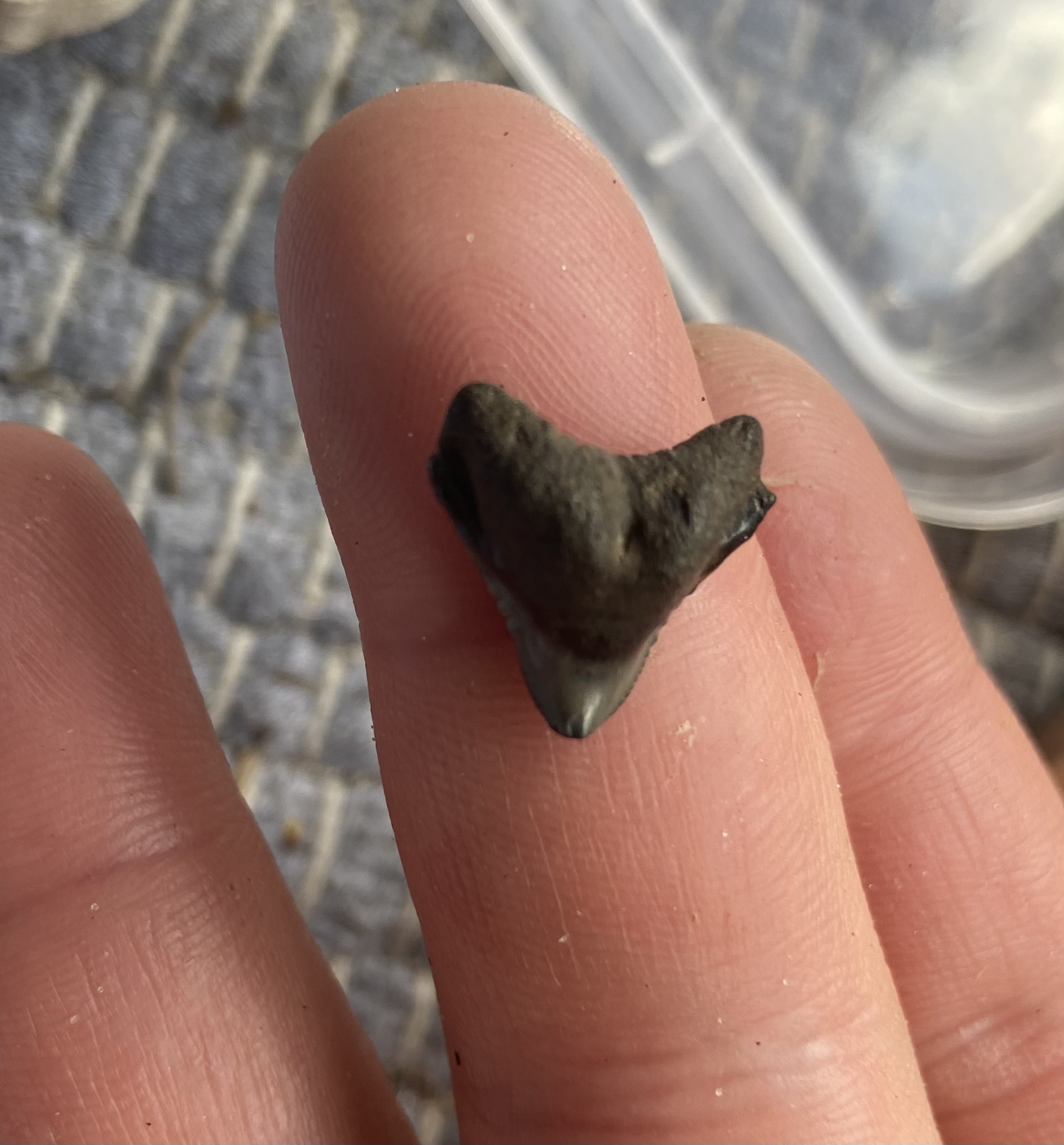 Payne Creek/Peace River IDs needed - armadillo scute, shark tooth ...