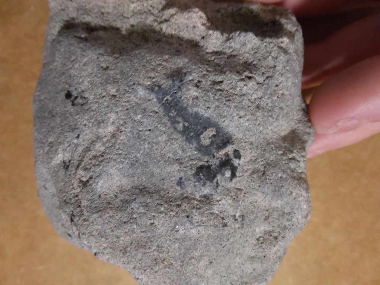 Myrtle Beach Fossil Ids - Fossil ID - The Fossil Forum
