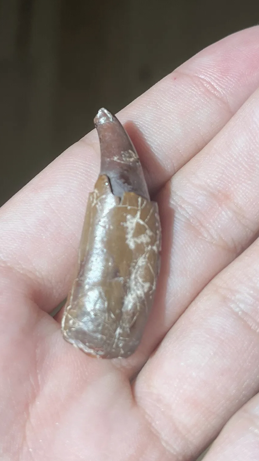 Liopleurodon Ferox Tooth? - Is It Real? How to Recognize Fossil ...