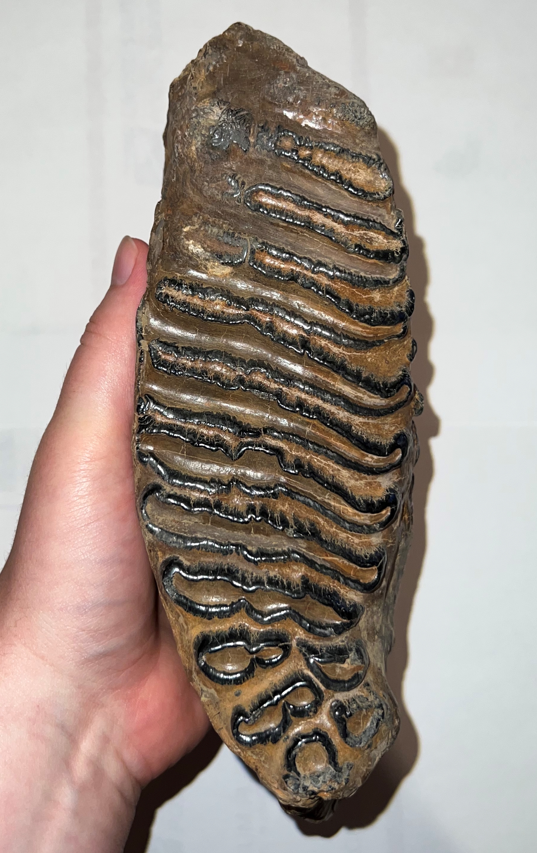 ID Assistance Request - Fossil ID - The Fossil Forum