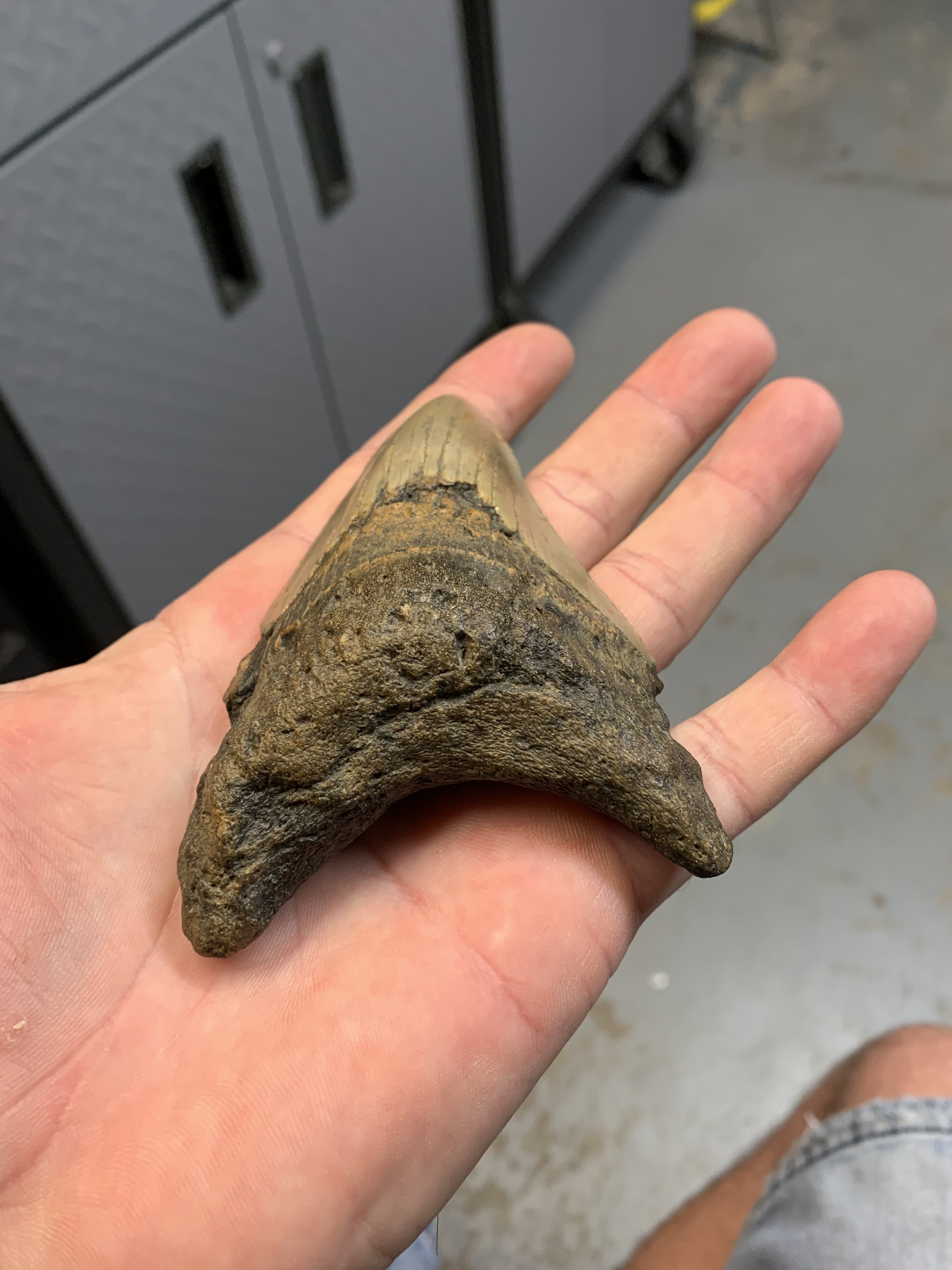 Real/fake? Megalodon tooth. - Is It Real? How to Recognize Fossil ...