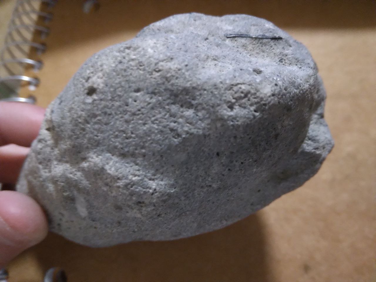 Myrtle Beach Fossil Ids - Fossil ID - The Fossil Forum