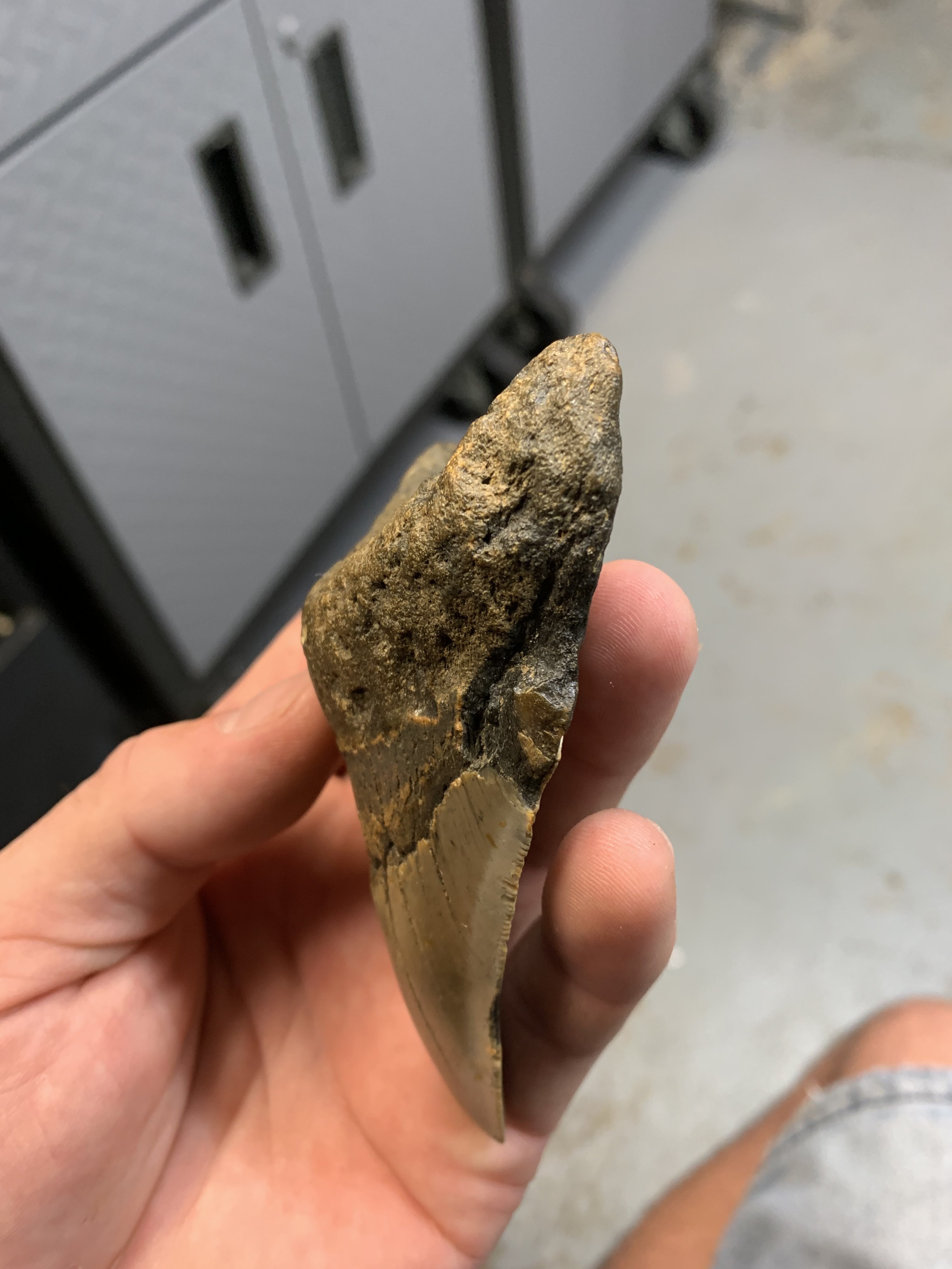 Real/fake? Megalodon tooth. - Is It Real? How to Recognize Fossil ...