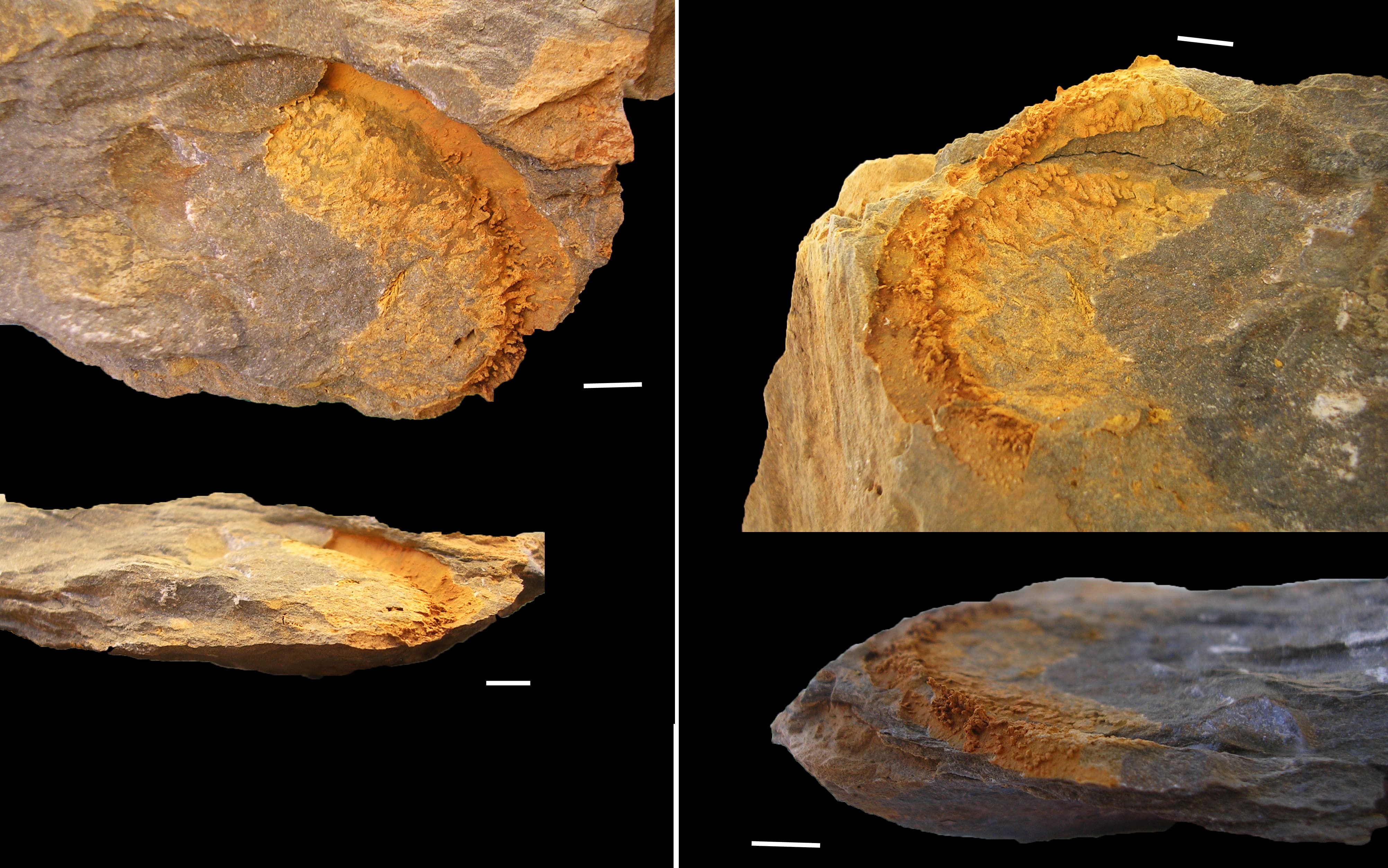 Ordovician Algae 4x Large Paradoxides Trilobite Fossils + Partials
