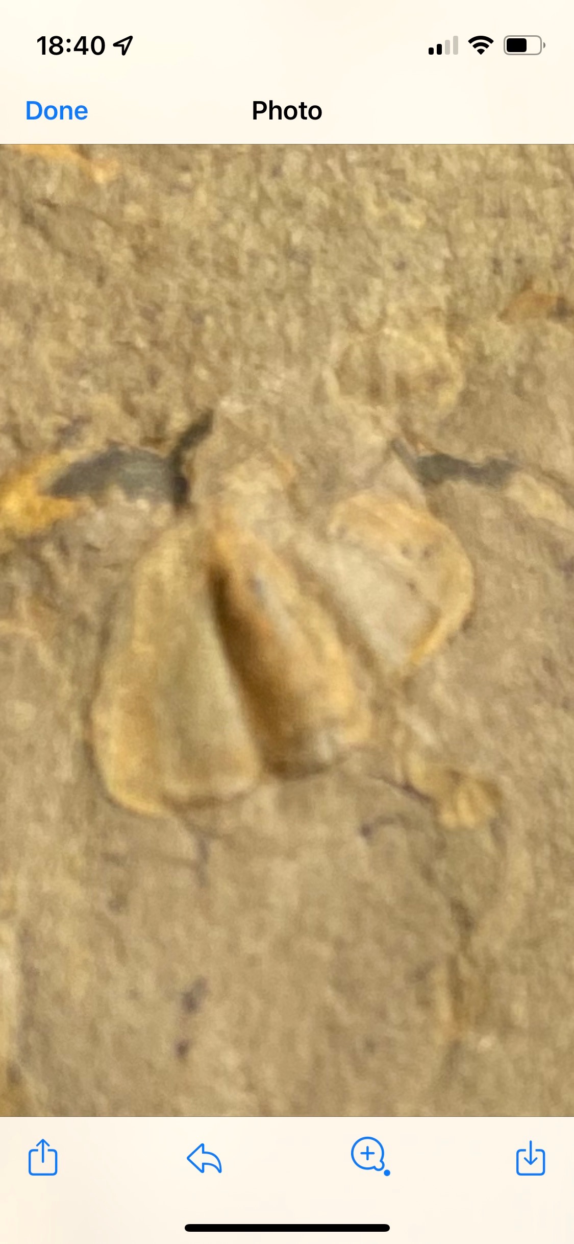 Found a fossil in Utah - Fossil ID - The Fossil Forum