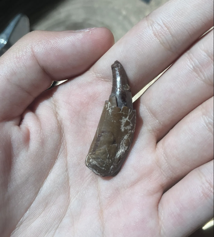 Liopleurodon Ferox Tooth? - Is It Real? How to Recognize Fossil ...