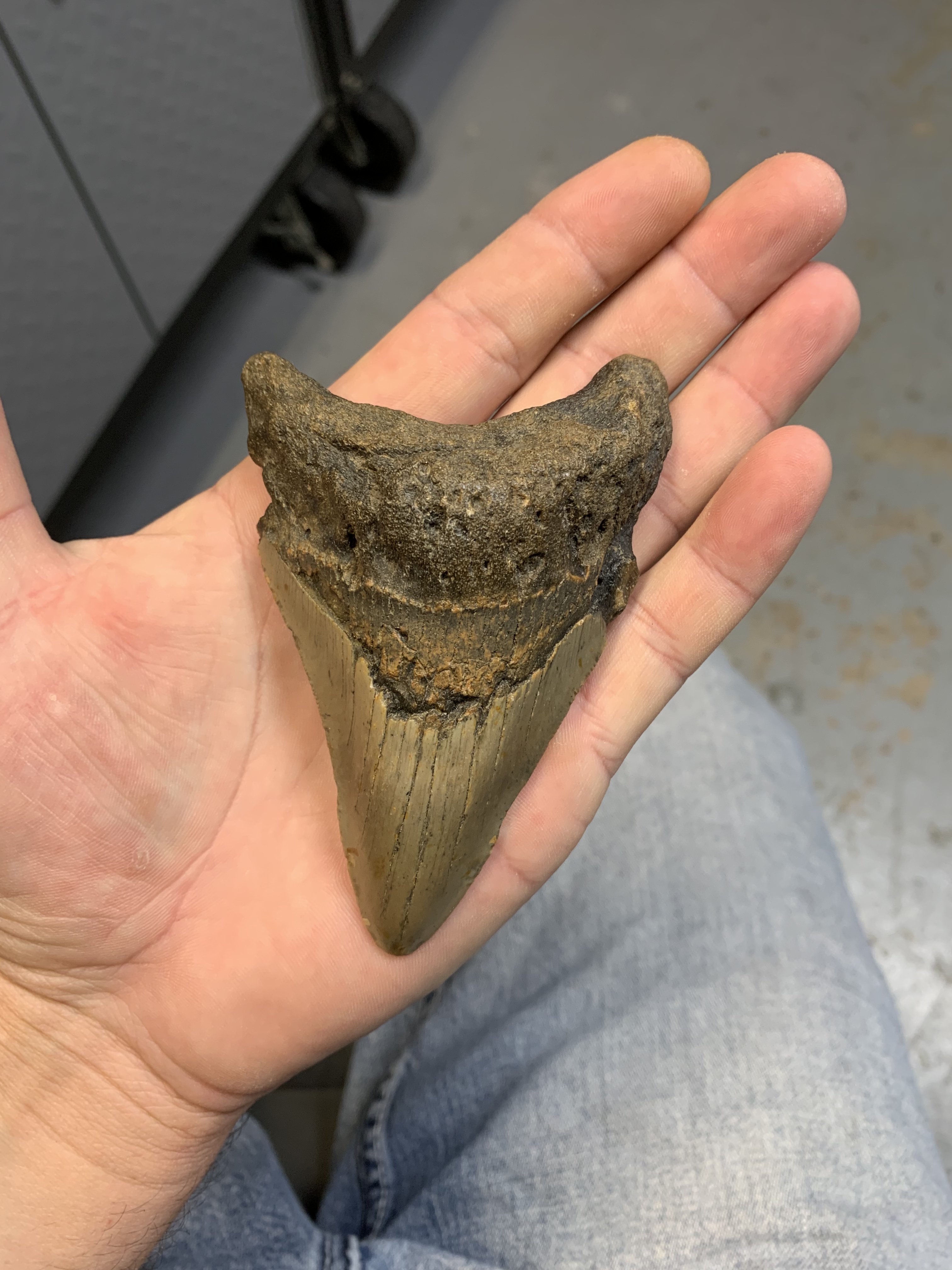 Real/fake? Megalodon tooth. - Is It Real? How to Recognize Fossil ...