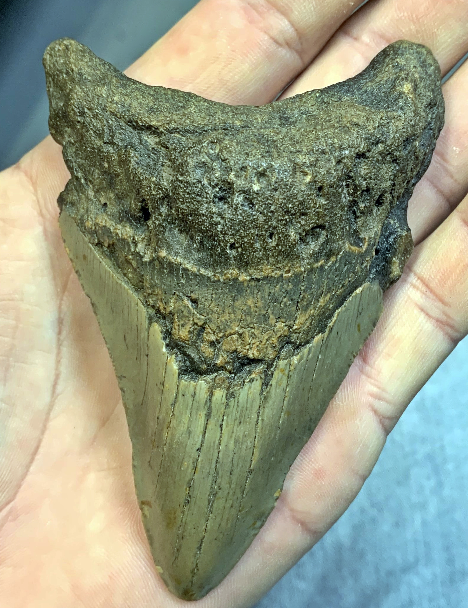Real/fake? Megalodon tooth. - Is It Real? How to Recognize Fossil ...