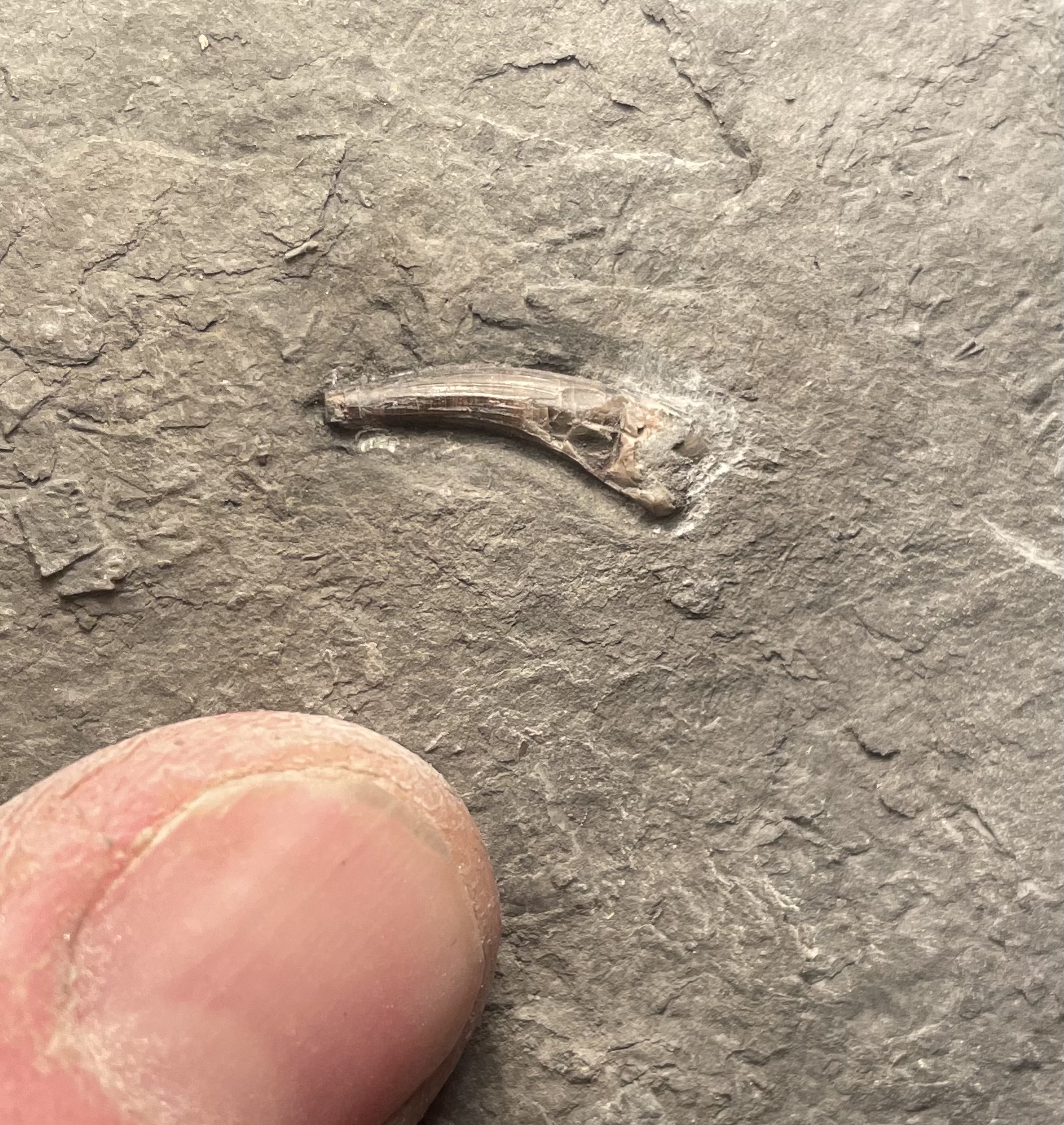 Reptile Tooth from Penarth, Wales - Fossil ID - The Fossil Forum