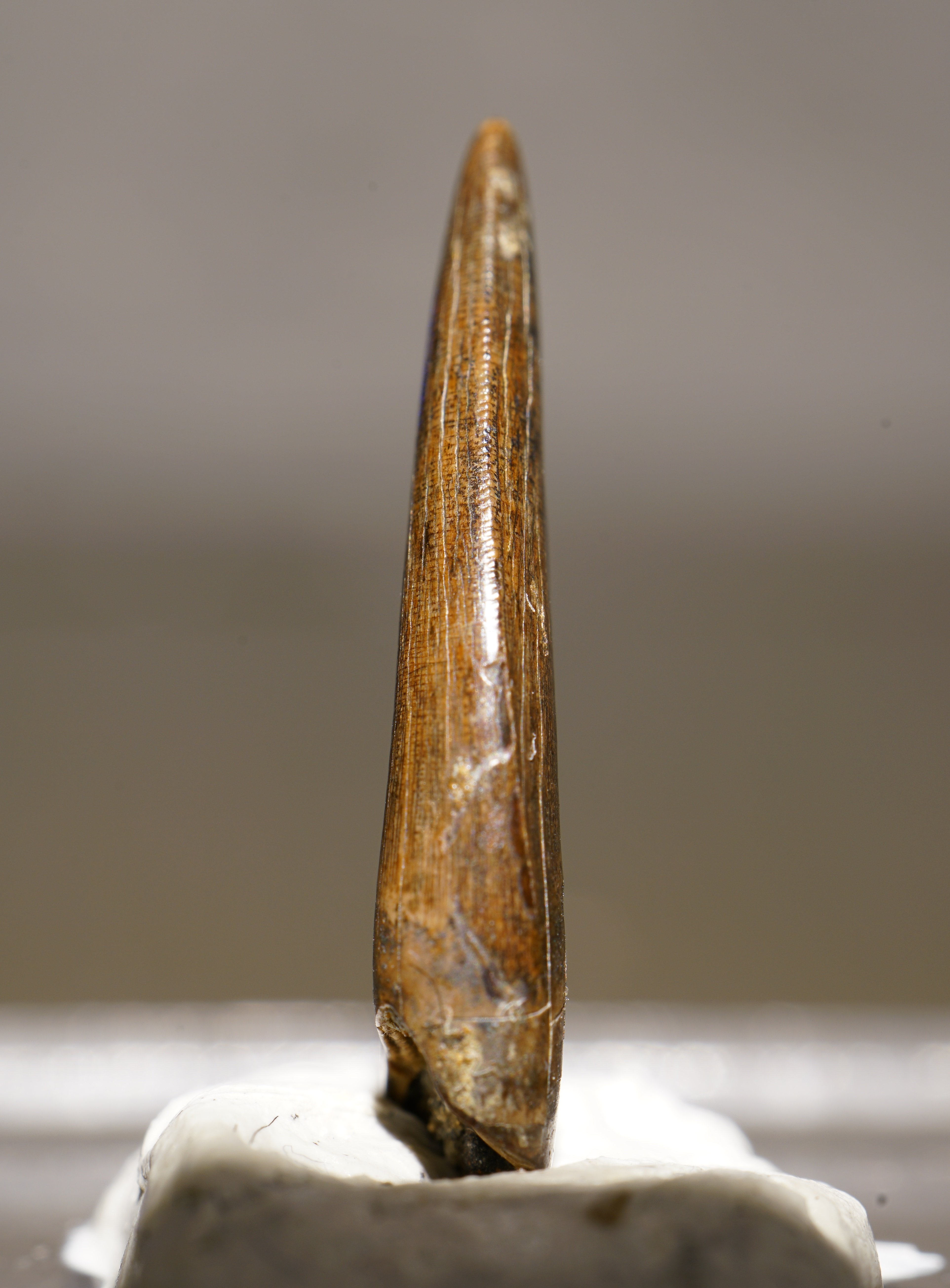 Vampire from Hell Creek? - Fossil ID - The Fossil Forum