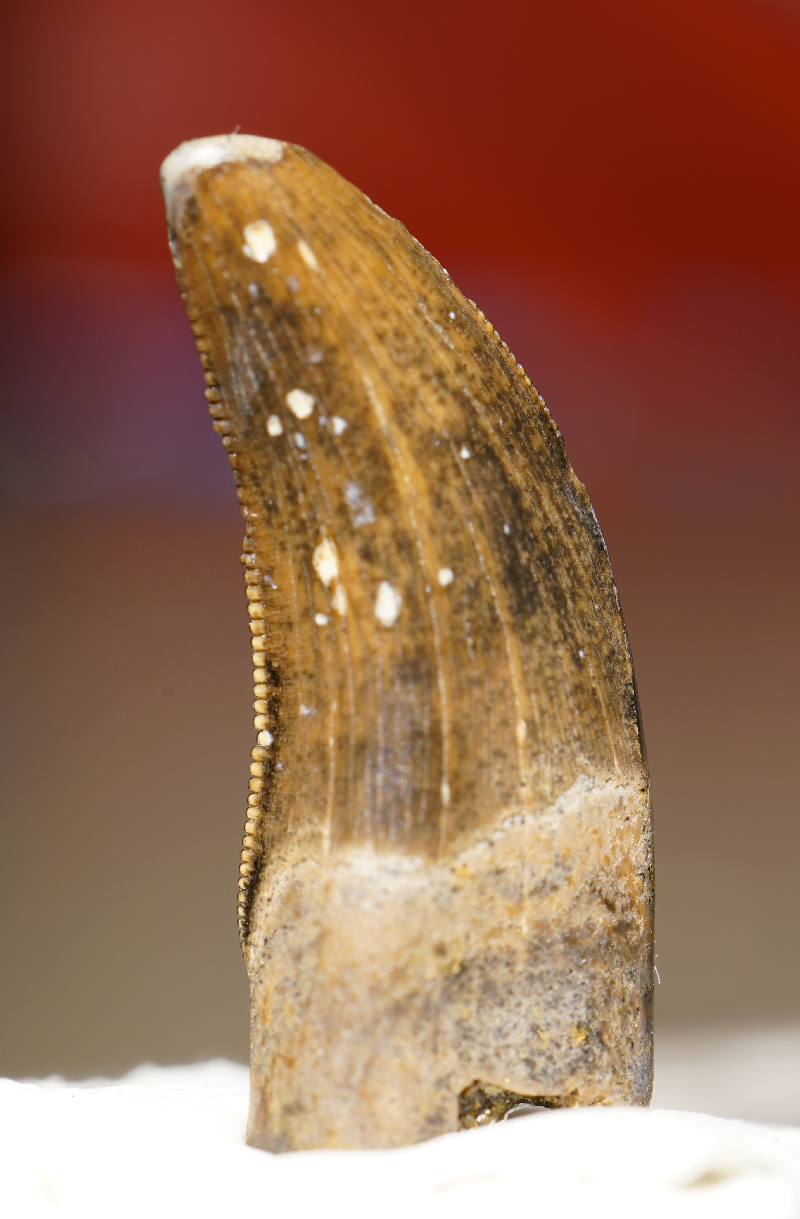 Theropod Tooth - Fossil ID - The Fossil Forum