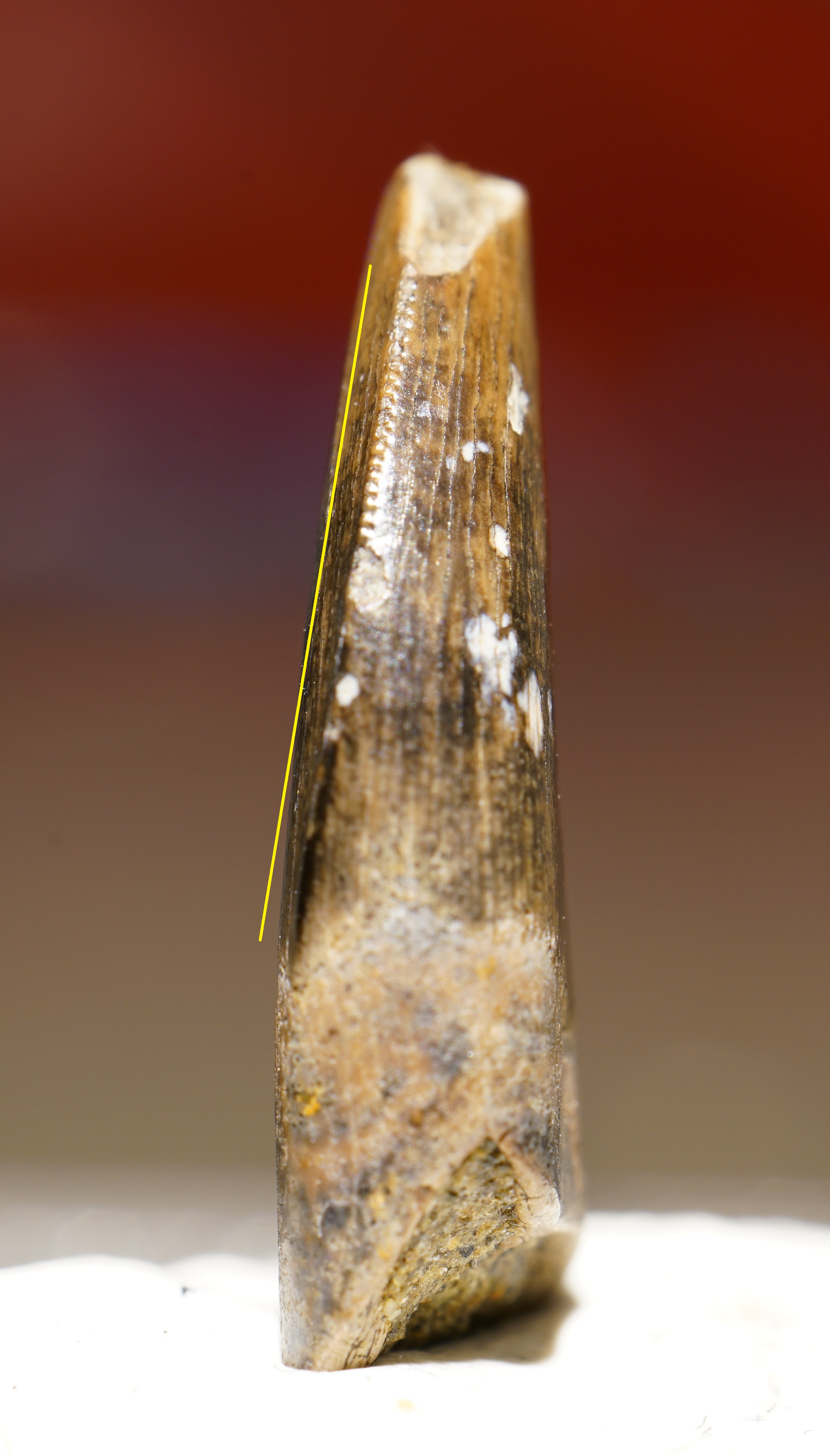 Theropod Tooth - Fossil ID - The Fossil Forum