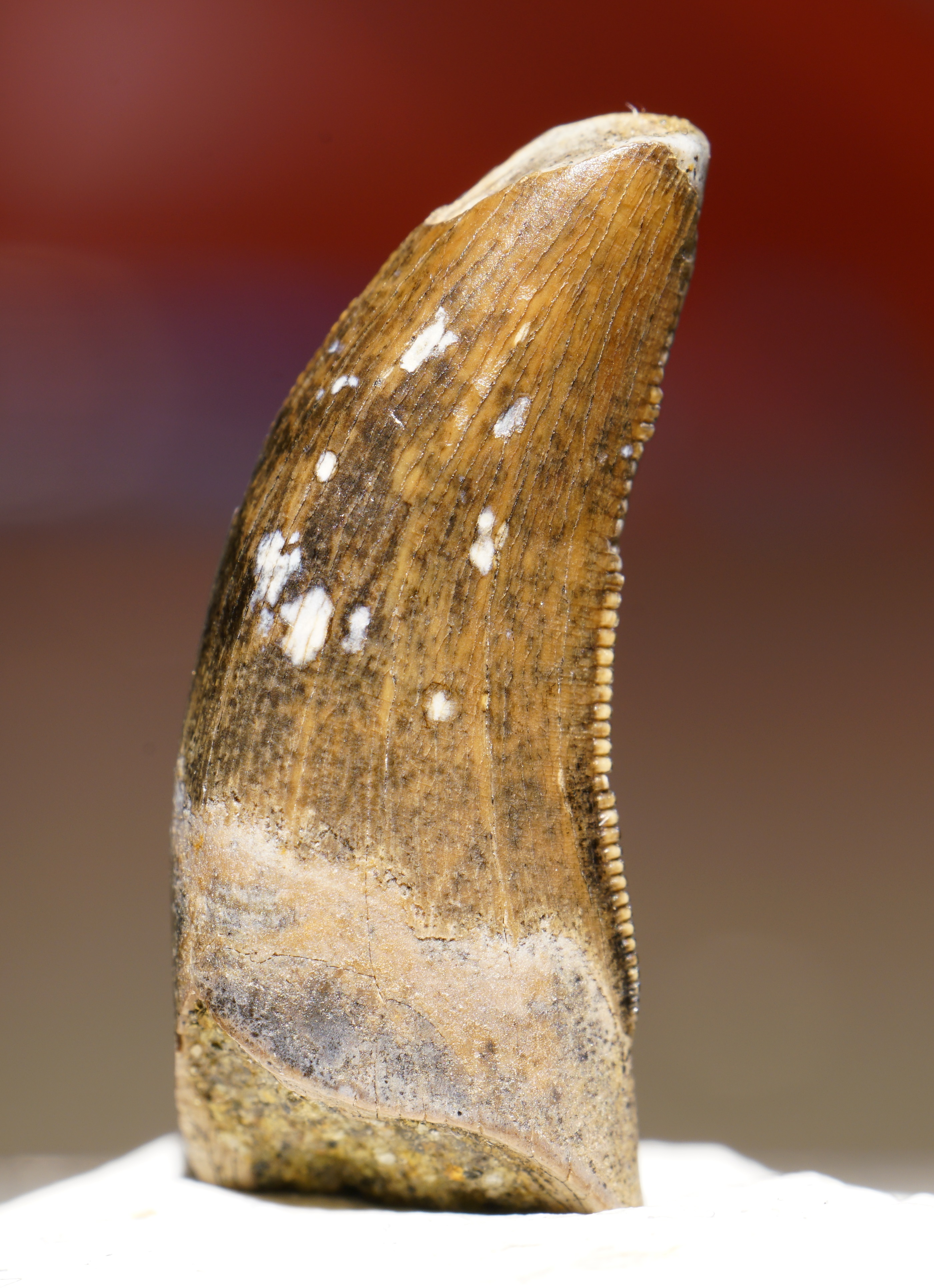 Theropod Tooth - Fossil ID - The Fossil Forum