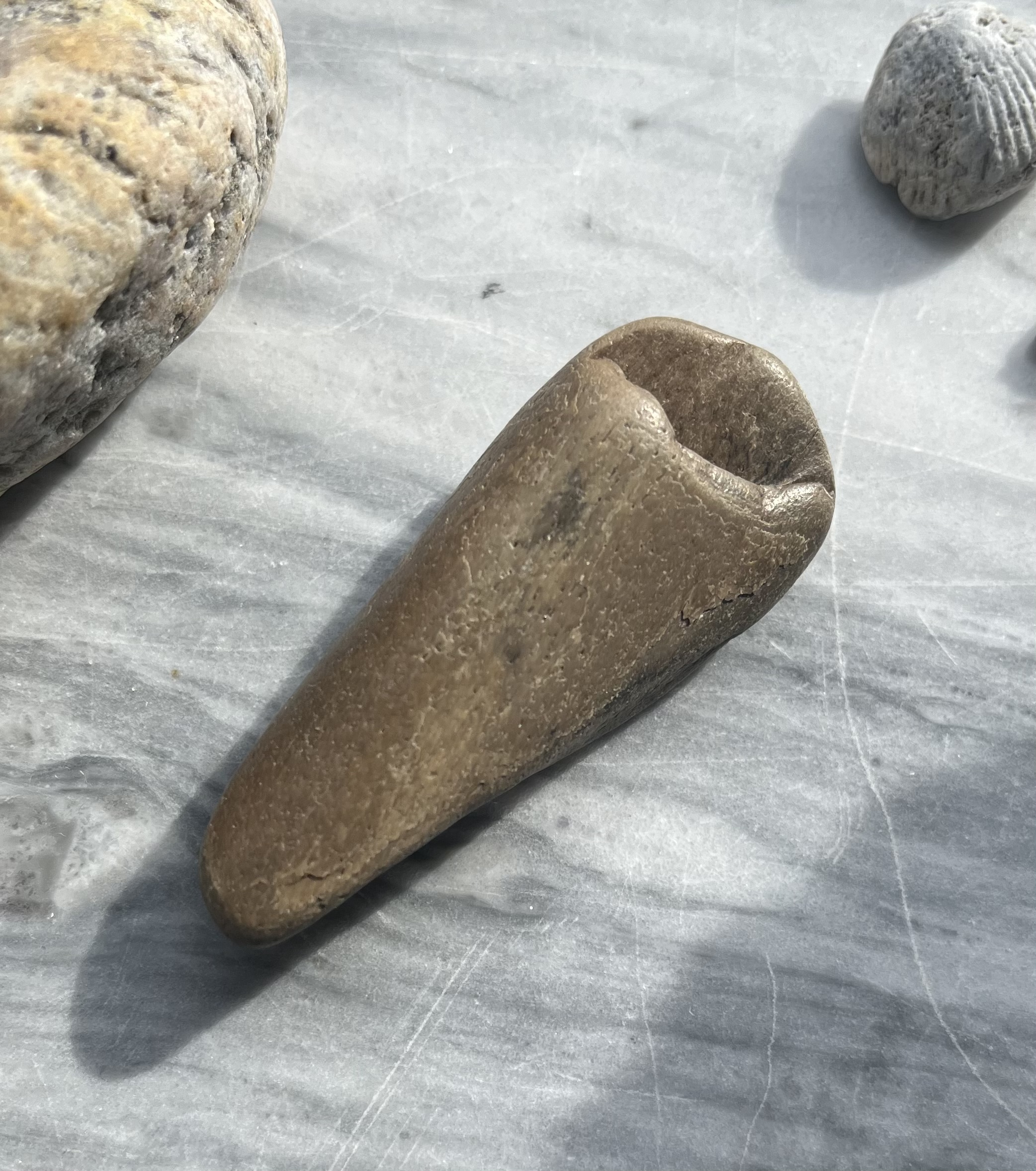 Fossil beach find - Fossil ID - The Fossil Forum
