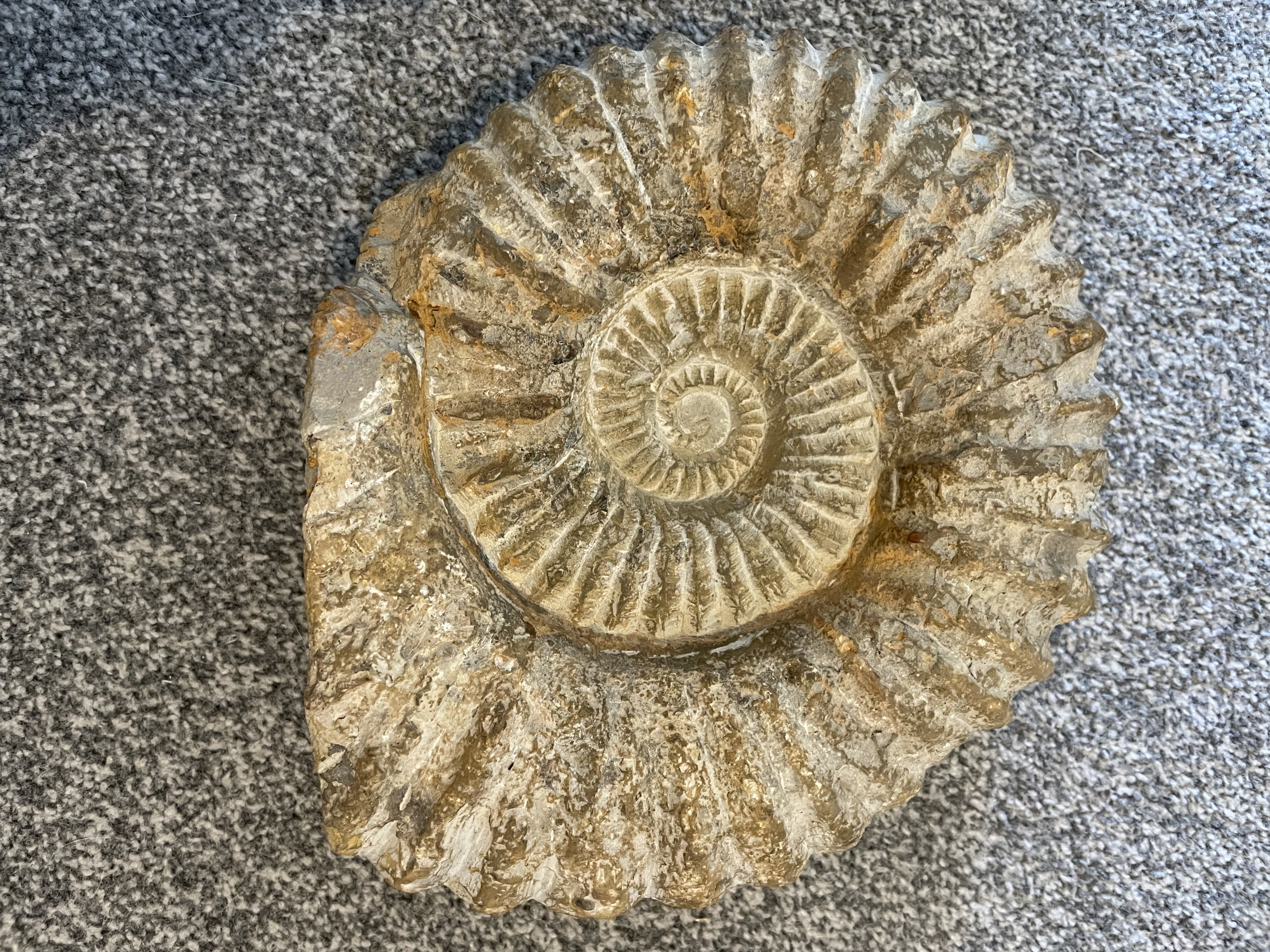Large Agadir Ammonite - real or fake? - Is It Real? How to Recognize ...
