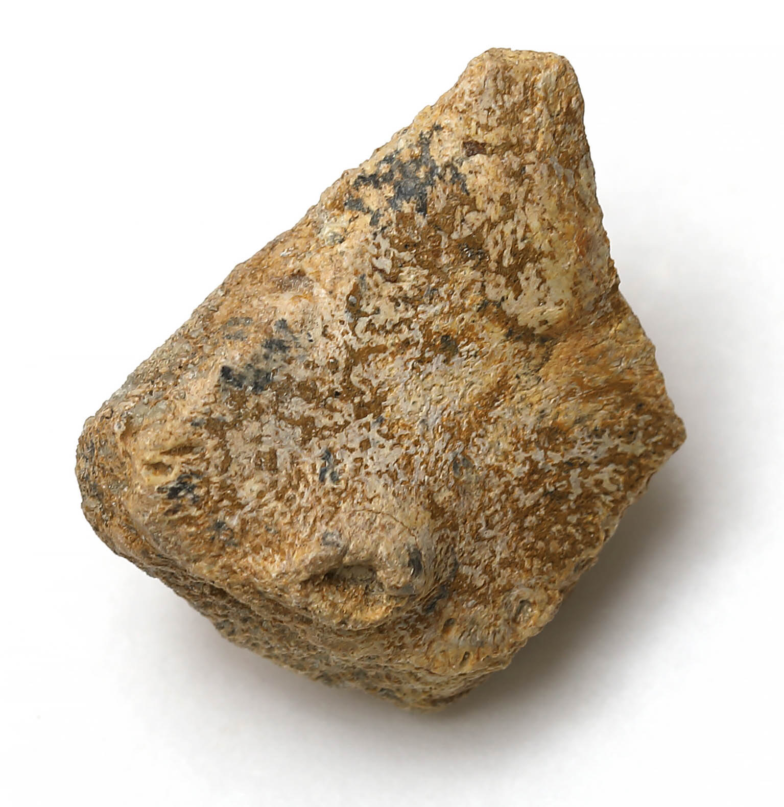 Fossil from Red Desert in south-central Wyoming. - Fossil ID - The ...