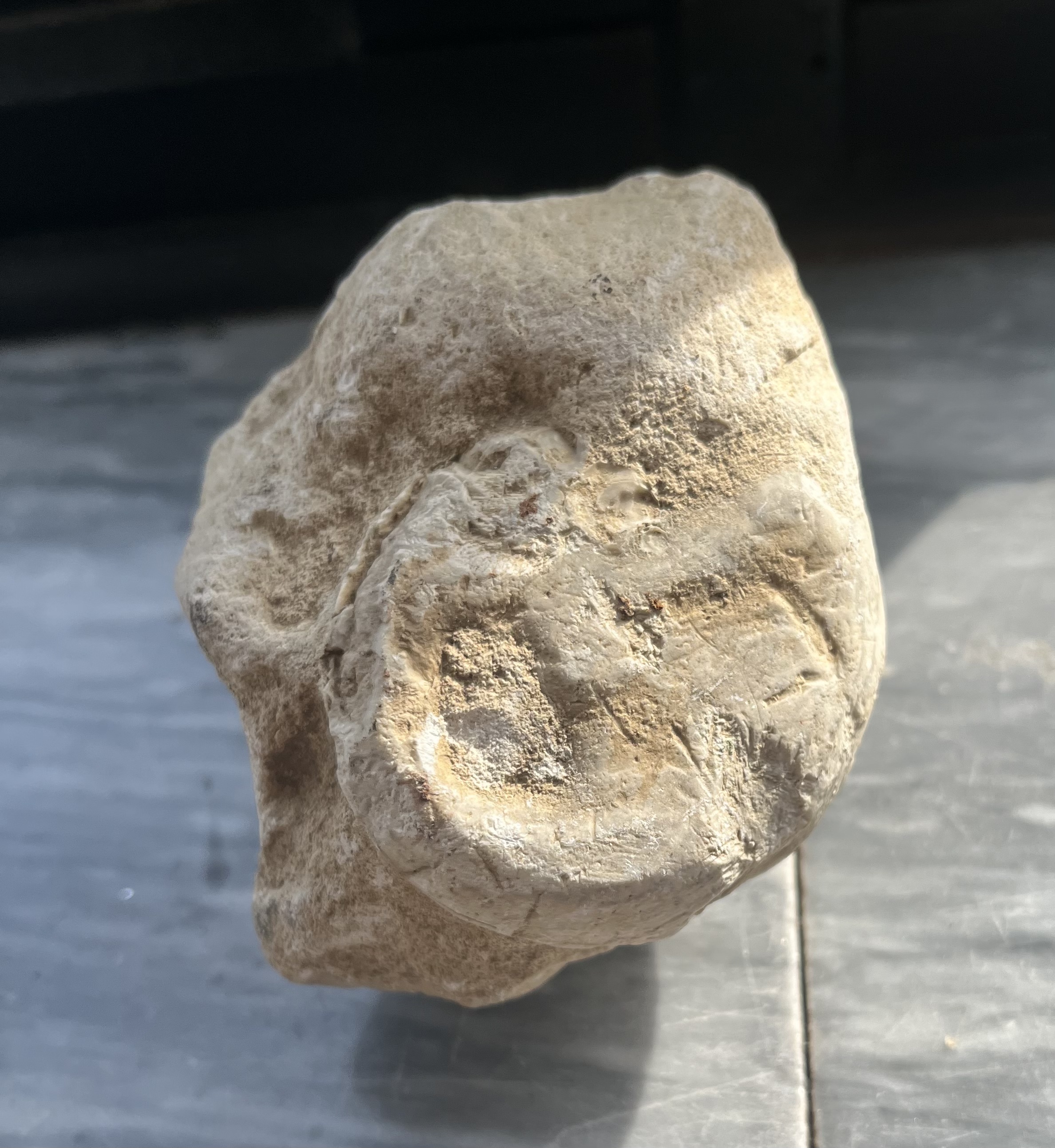 Sea urchins from Sweden - Fossil ID - The Fossil Forum