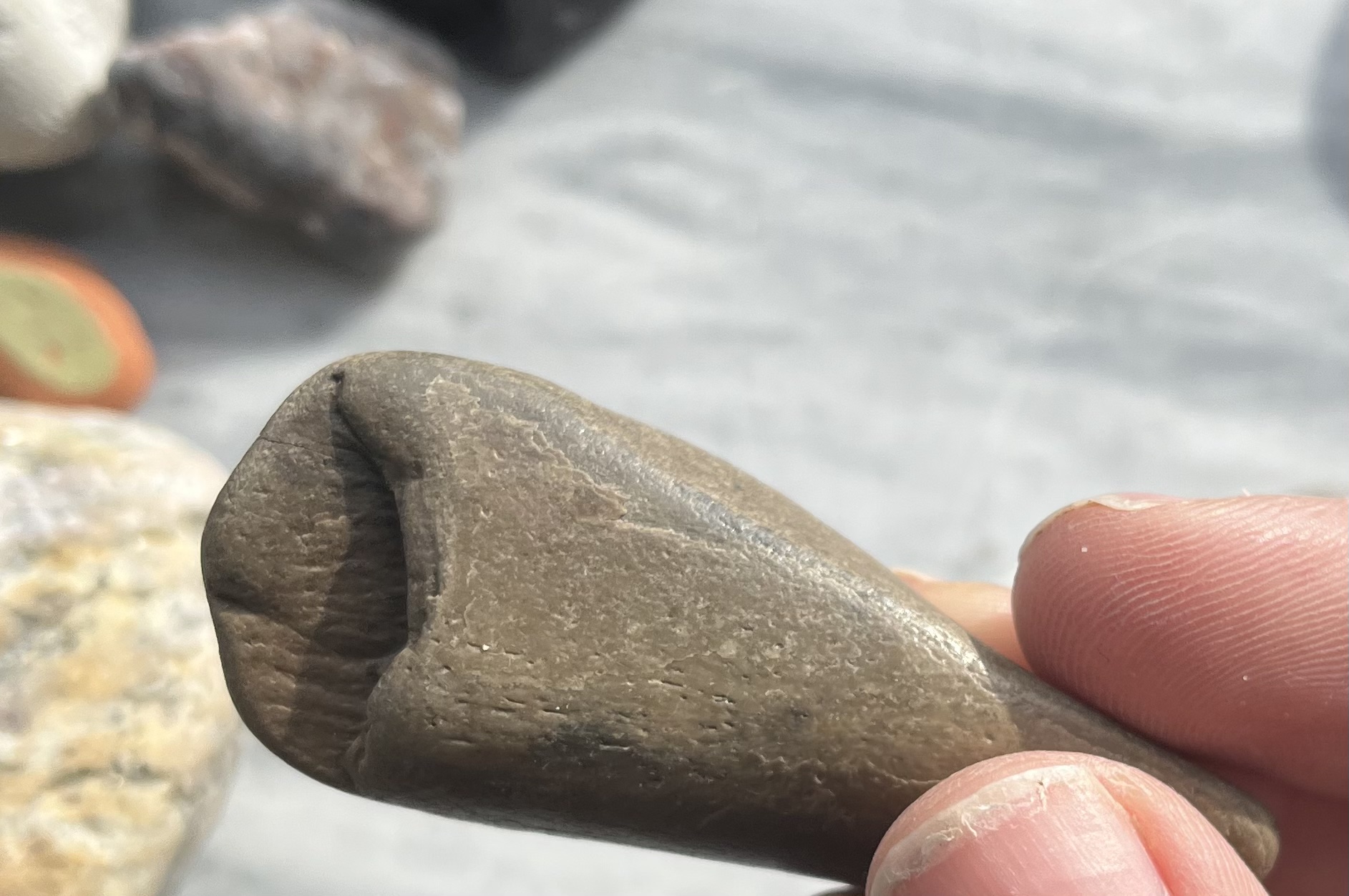 Fossil beach find - Fossil ID - The Fossil Forum