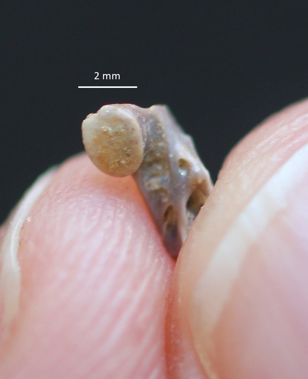 Tiny bones ID - Fossil ID - The Fossil Forum