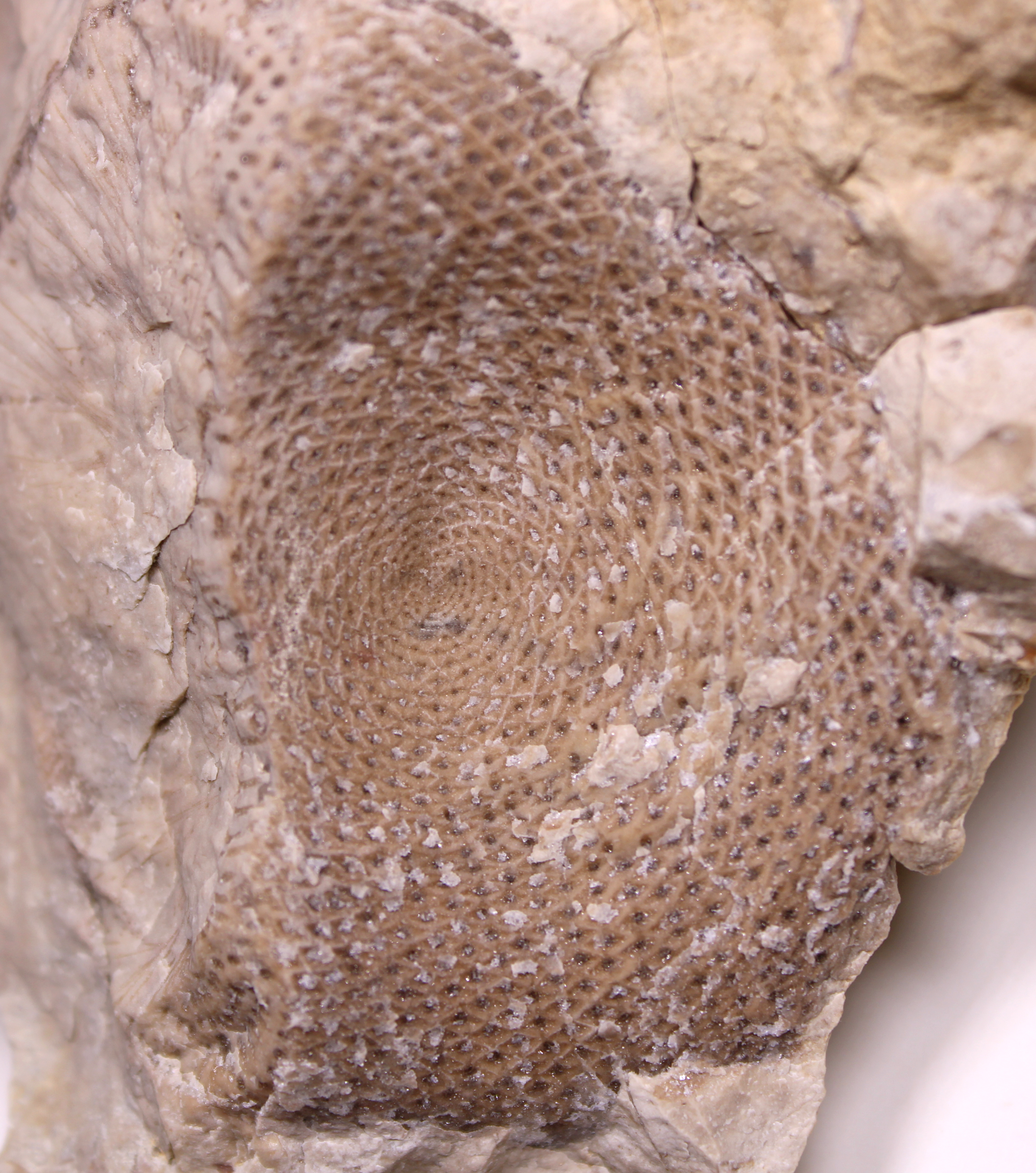 NE Iowa Ordovician Collecting - Fossil Hunting Trips - The Fossil Forum