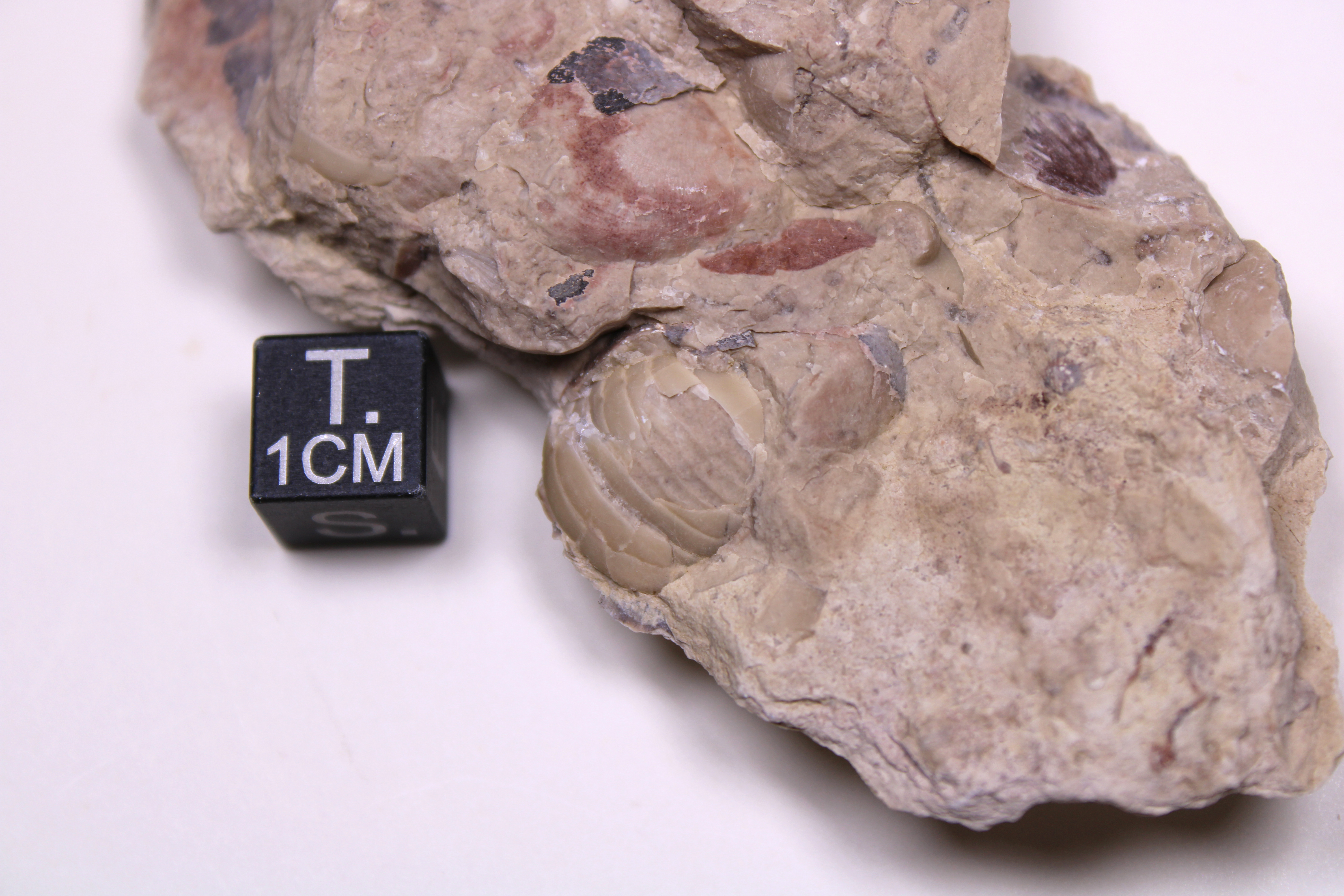 NE Iowa Ordovician Collecting - Fossil Hunting Trips - The Fossil Forum