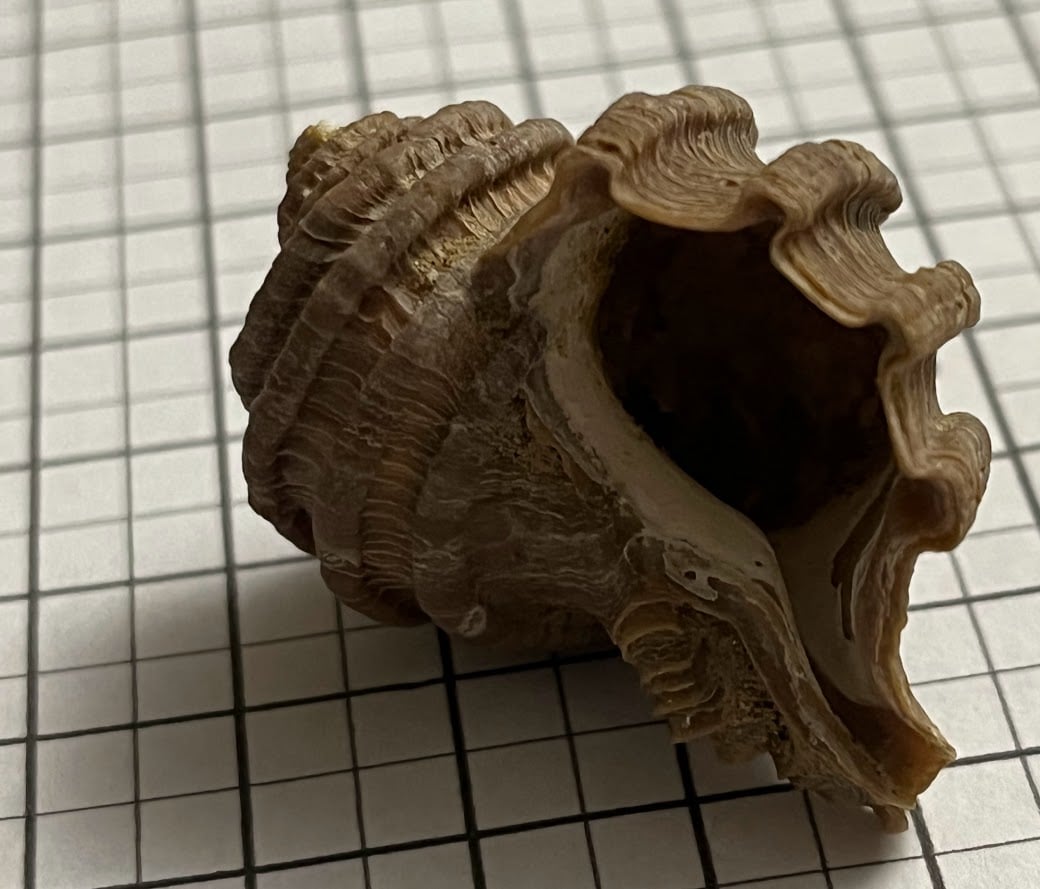 Chippokes State park Virginia - Fossil Hunting Trips - The Fossil Forum