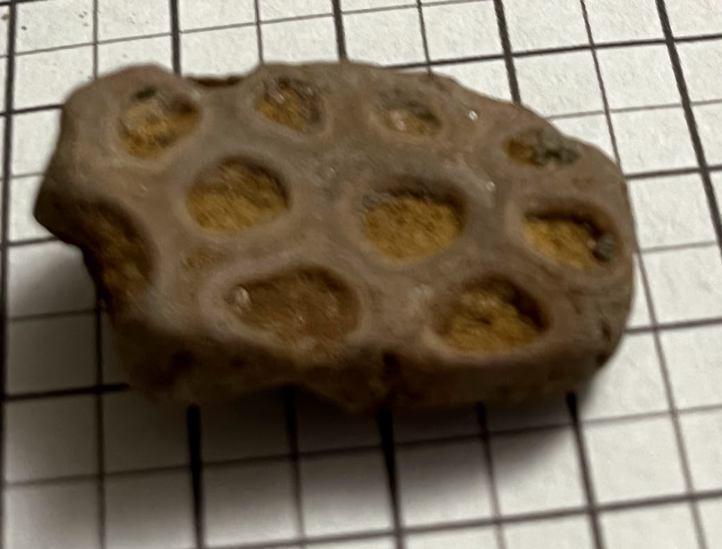 Chippokes State park Virginia - Fossil Hunting Trips - The Fossil Forum