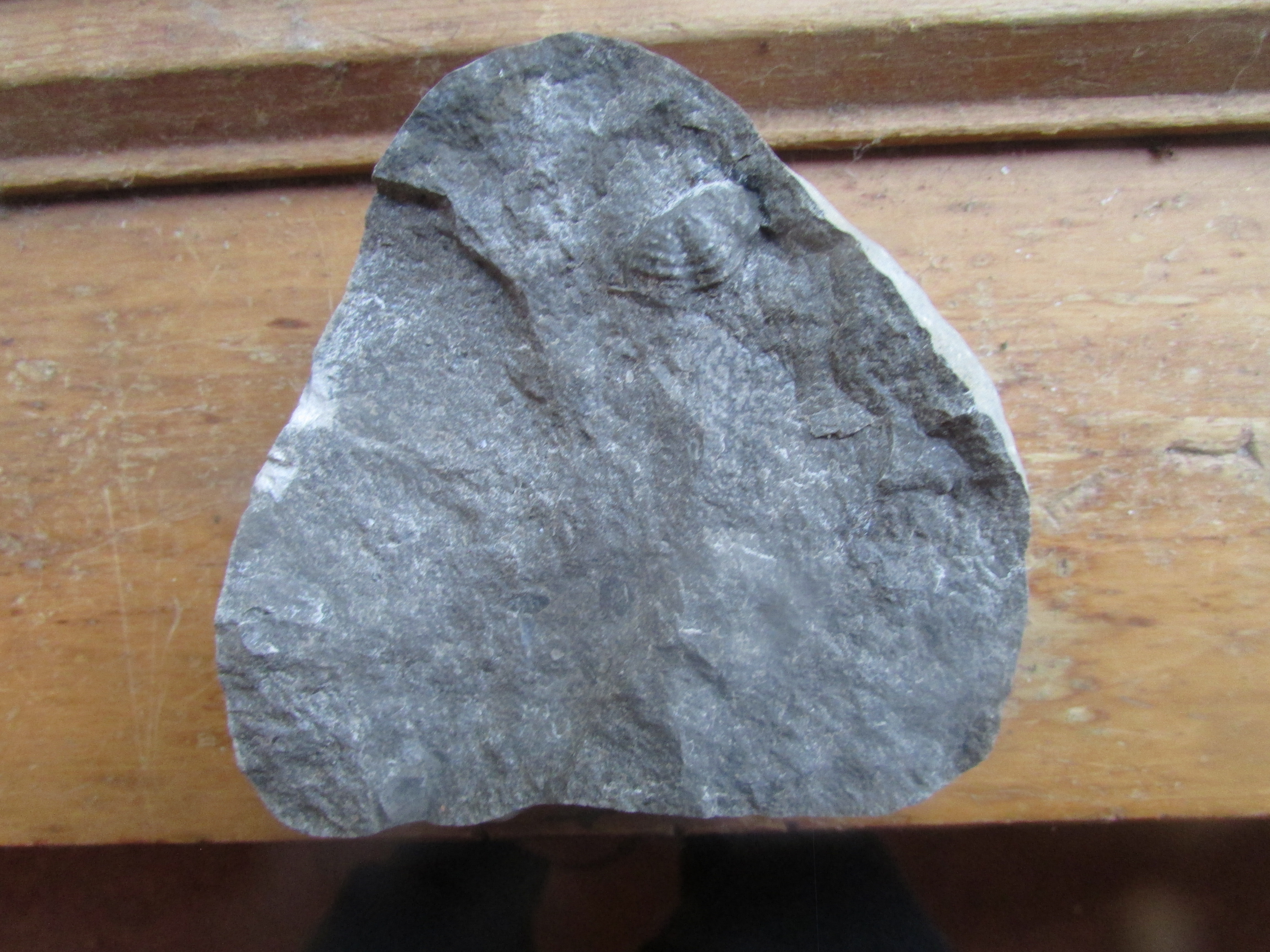 look at this cool trilobite I found in the creek today - Fossil Hunting ...
