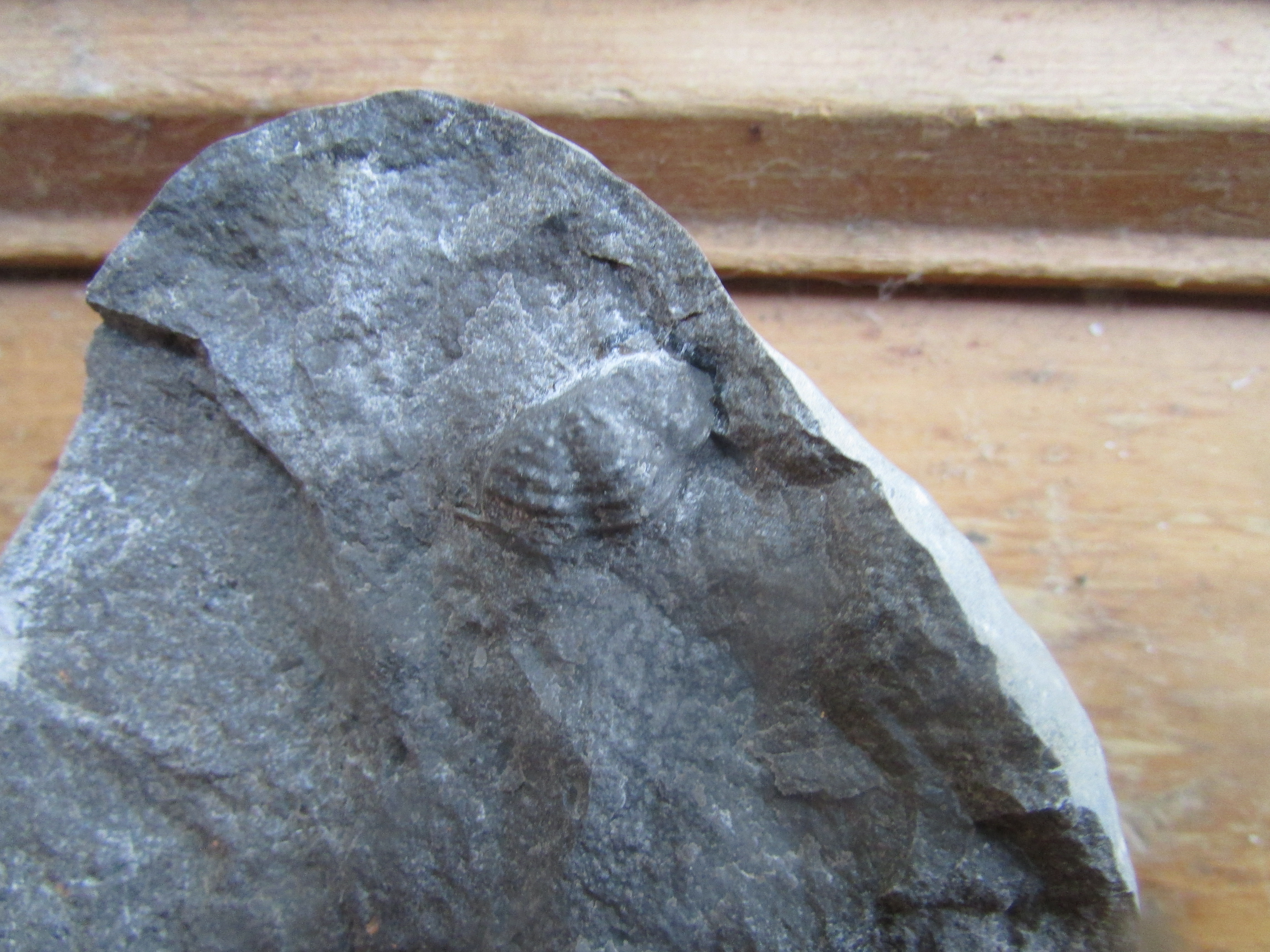 look at this cool trilobite I found in the creek today - Fossil Hunting ...