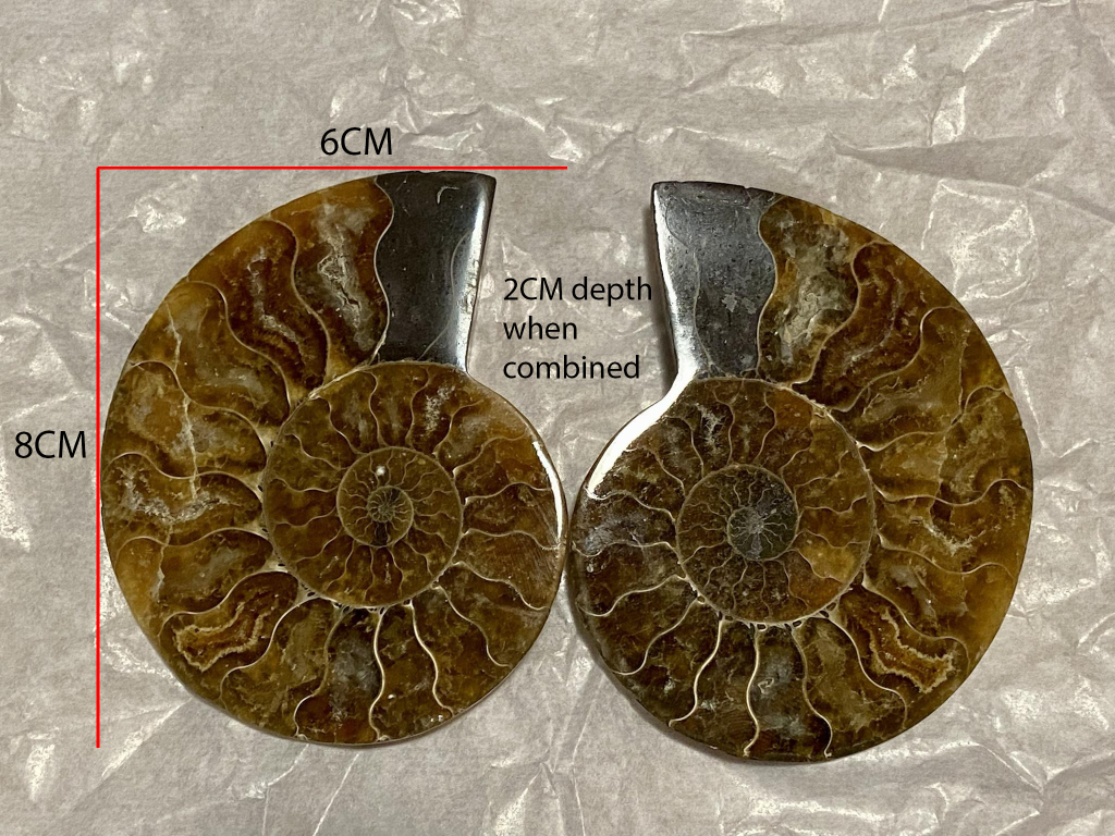 (Possibly Australian) ammonite - Fossil ID - The Fossil Forum