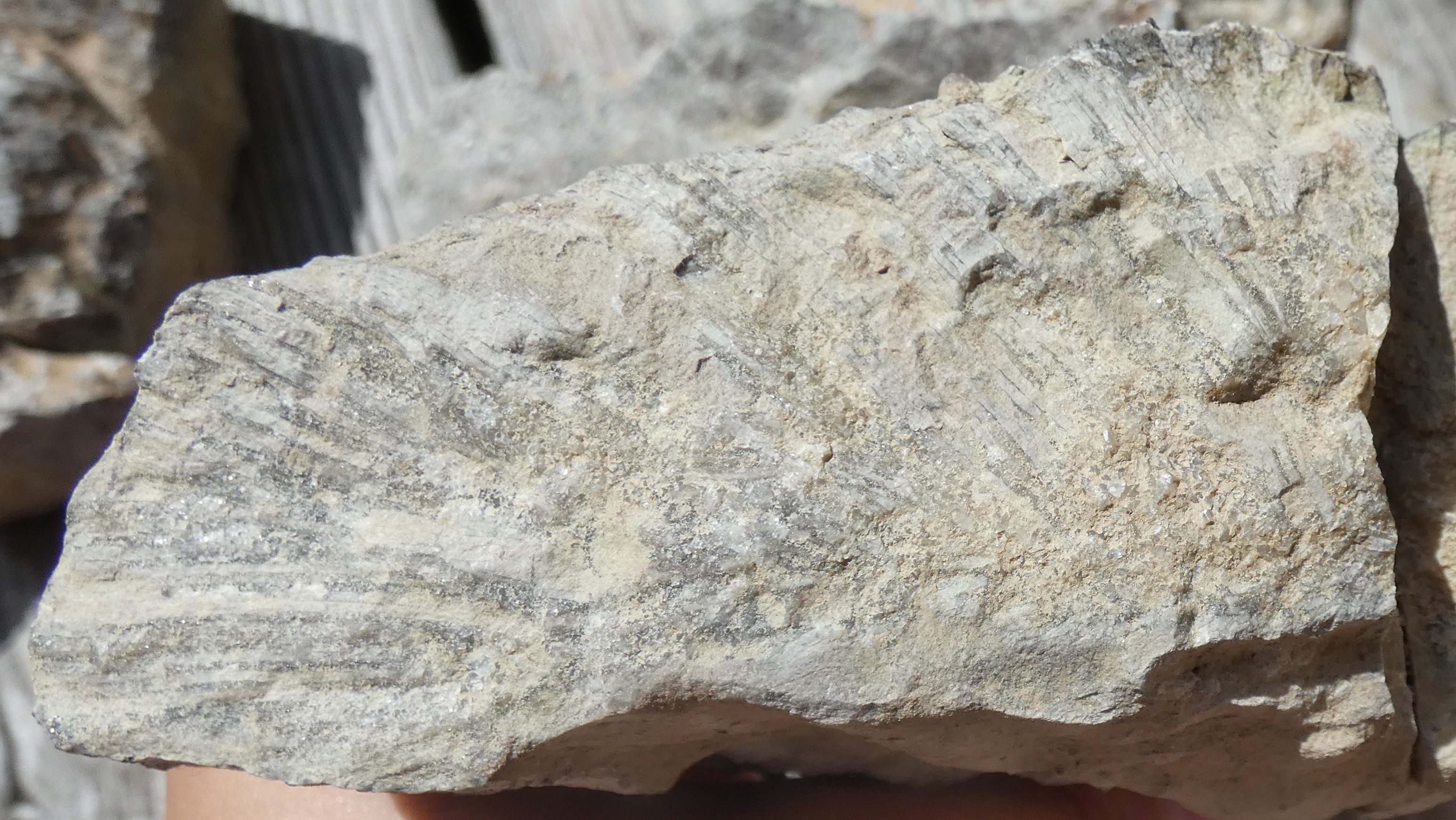 Field Collection at St. Leon - Fossil Hunting Trips - The Fossil Forum