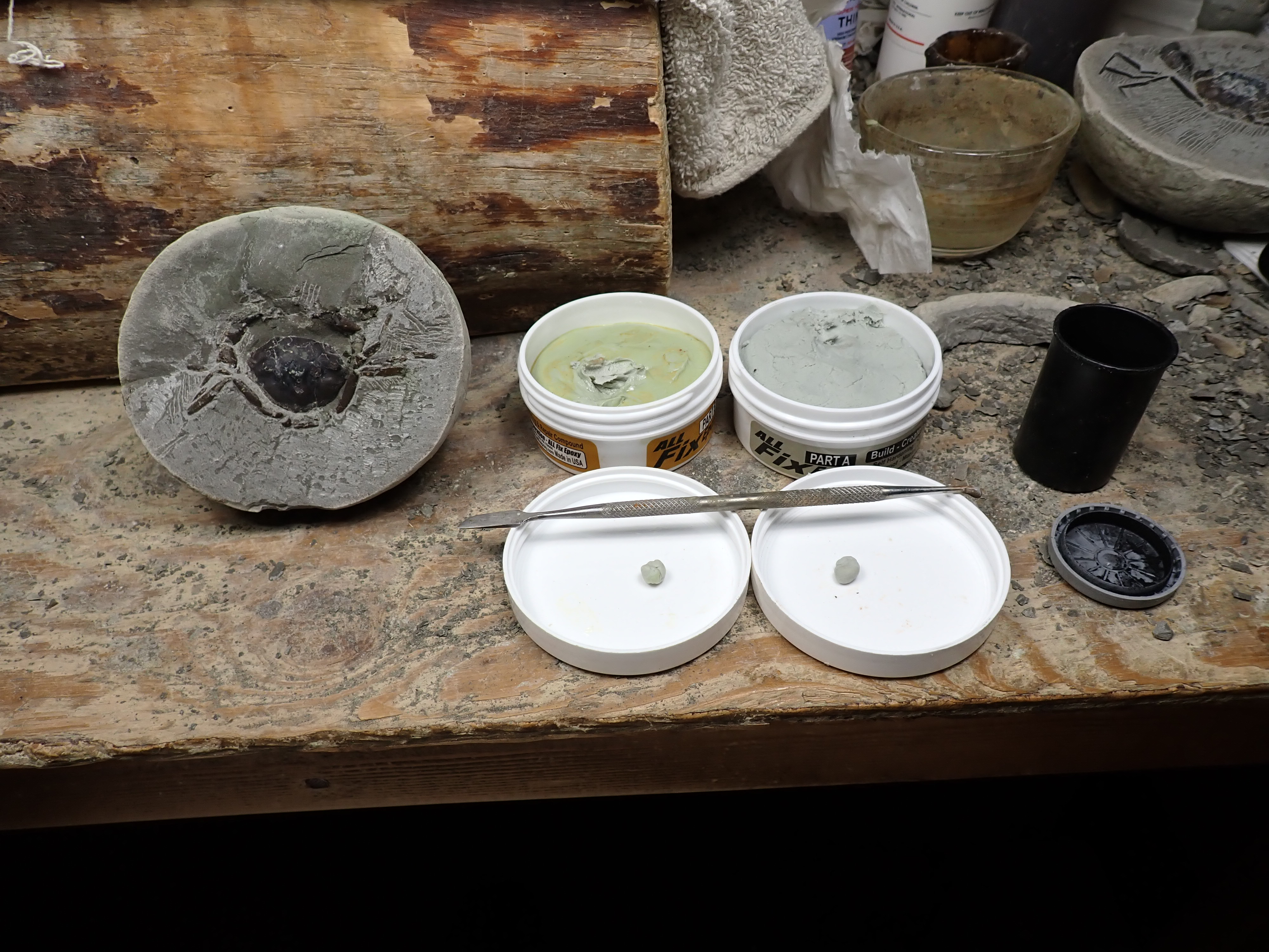 Triarthrus Resurrection Attempt - Fossil Preparation - The Fossil Forum