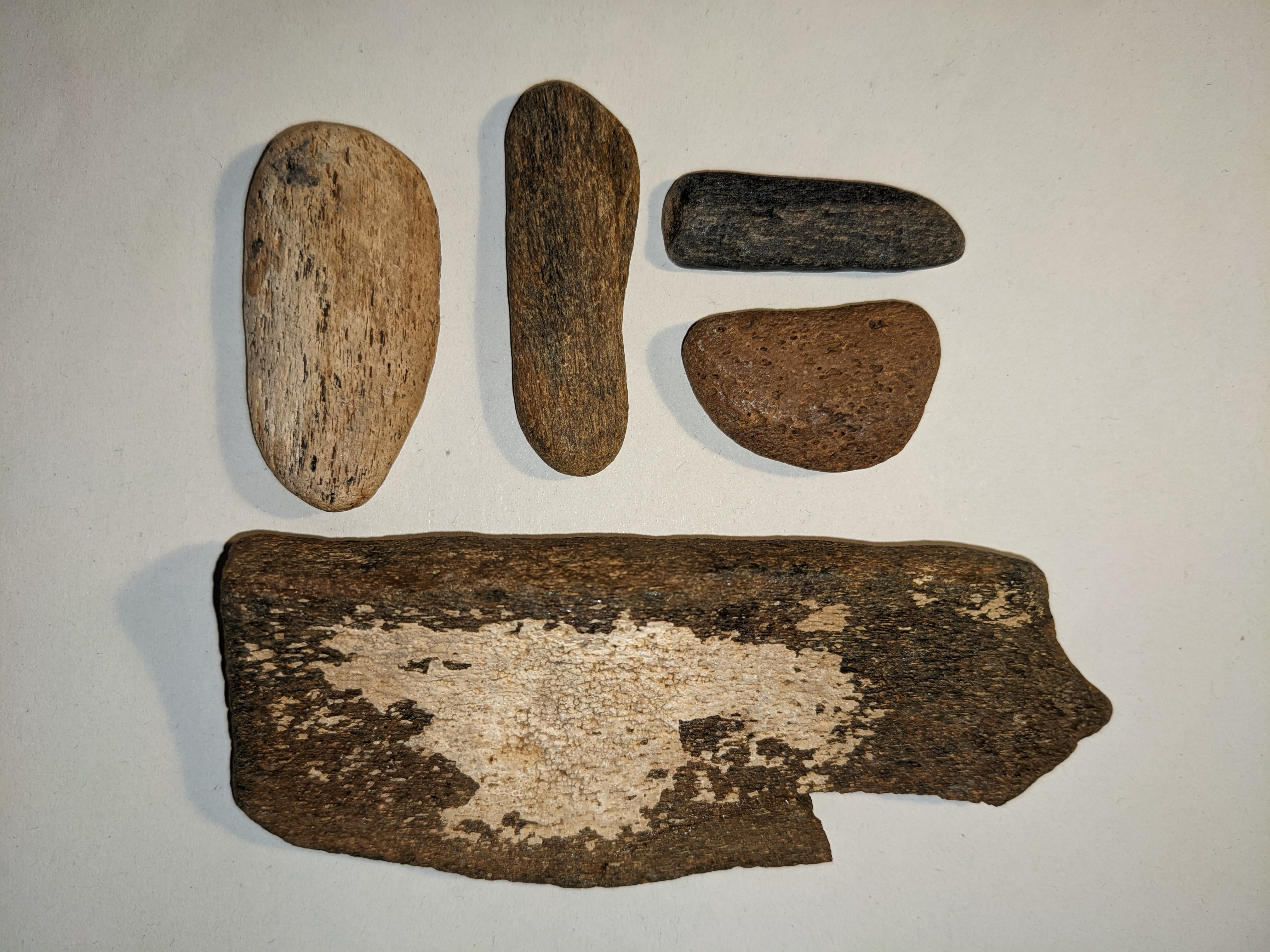 Fossil Hunting in Suffolk, UK - Fossil Hunting Trips - The Fossil Forum