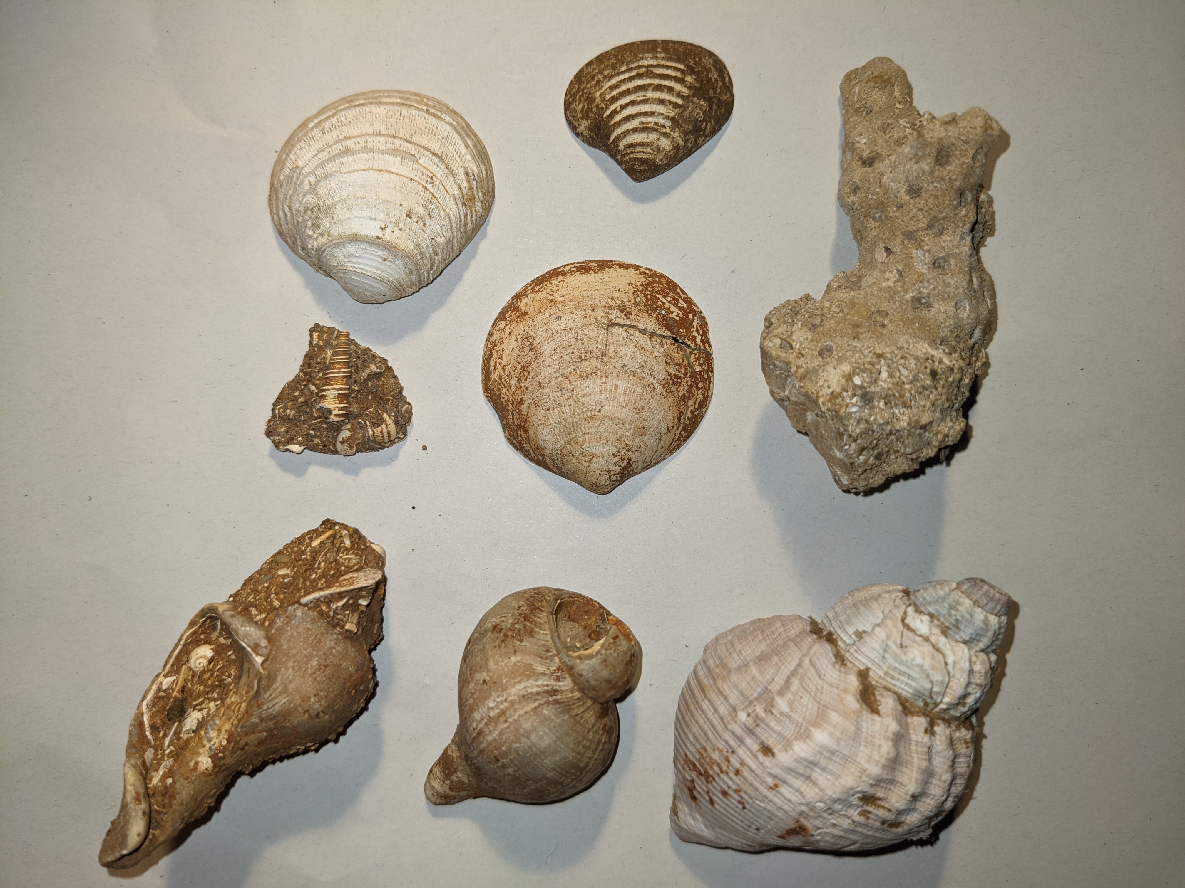 Fossil Hunting in Suffolk, UK - Fossil Hunting Trips - The Fossil Forum