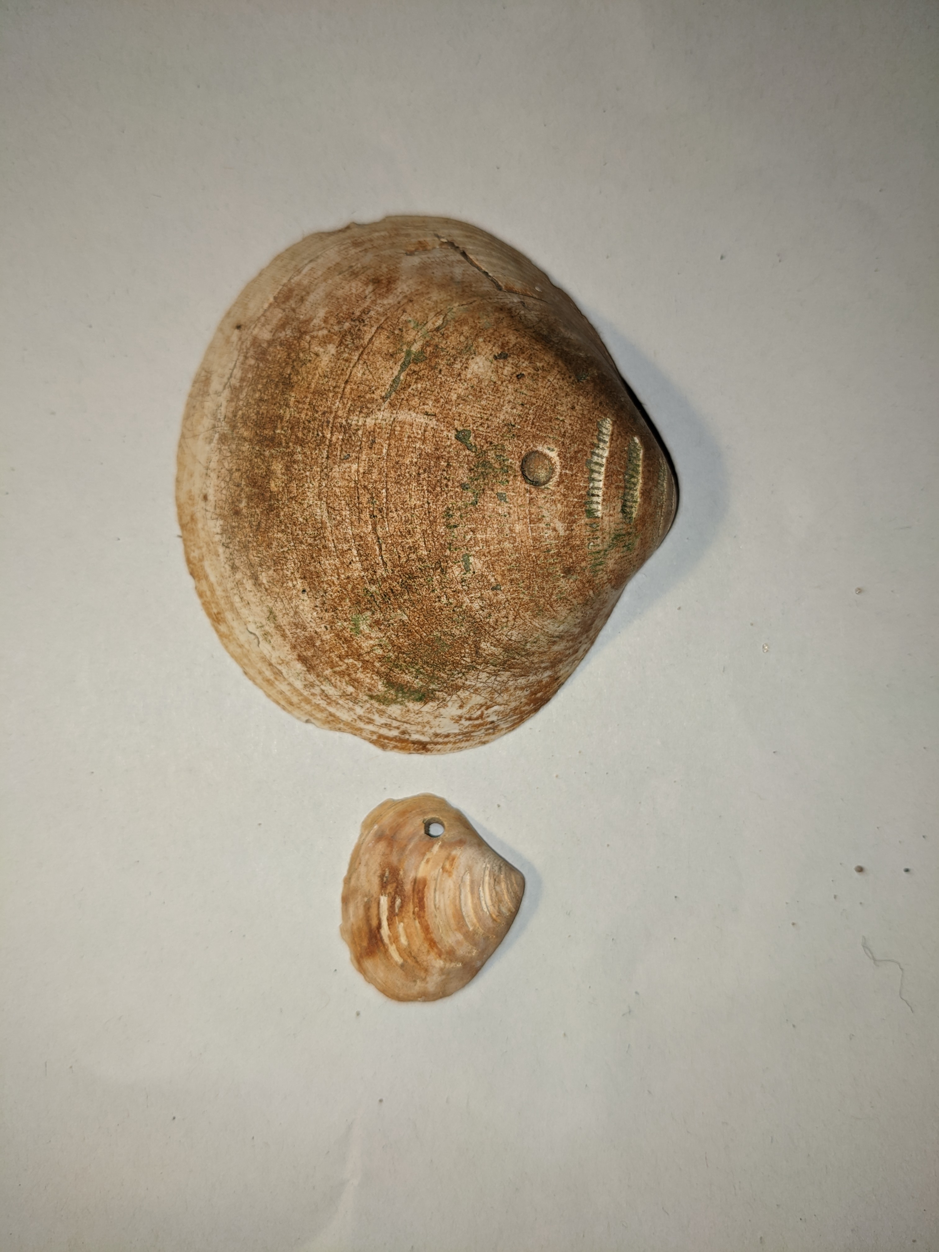 Fossil Hunting in Suffolk, UK - Fossil Hunting Trips - The Fossil Forum