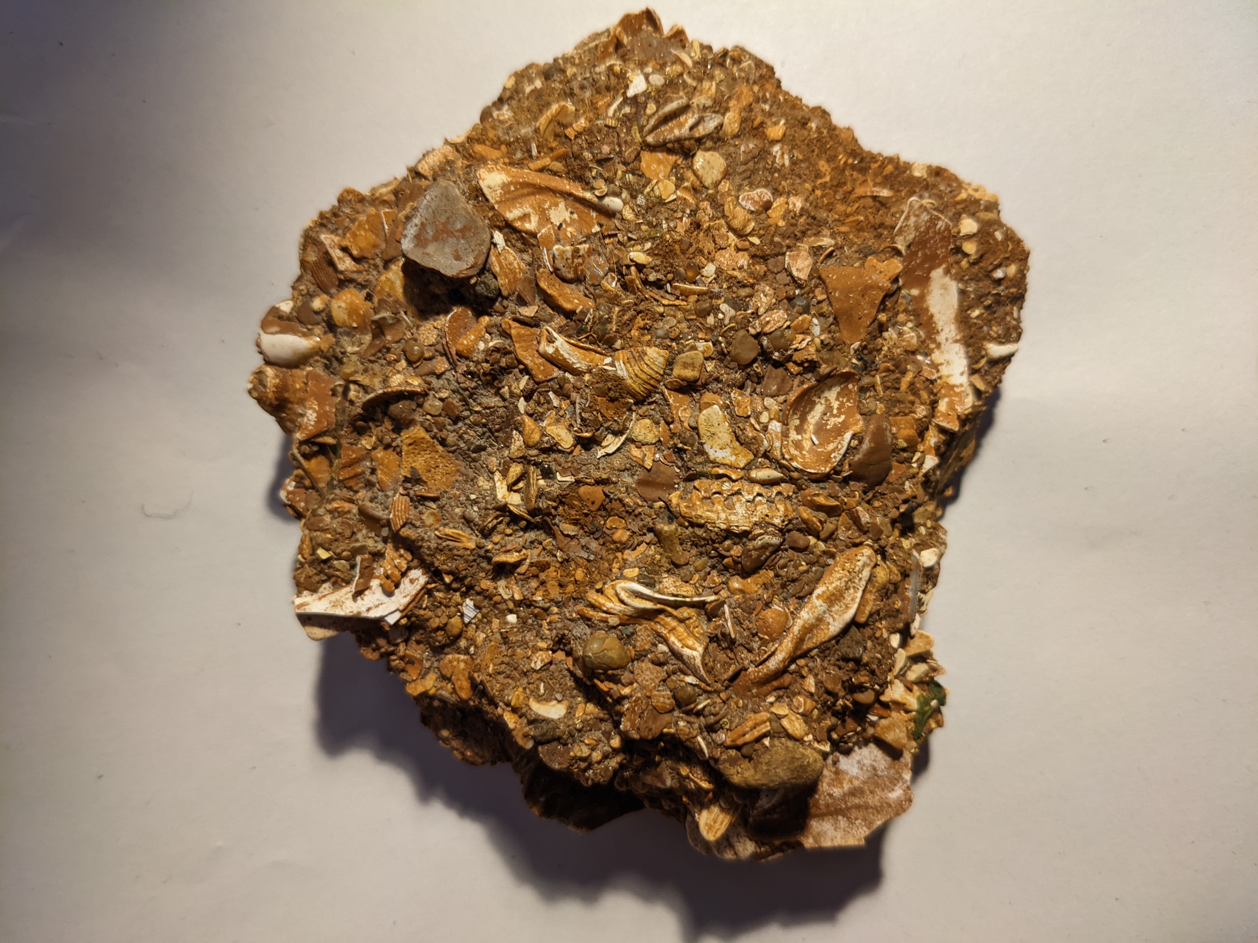 Fossil Hunting in Suffolk, UK - Fossil Hunting Trips - The Fossil Forum