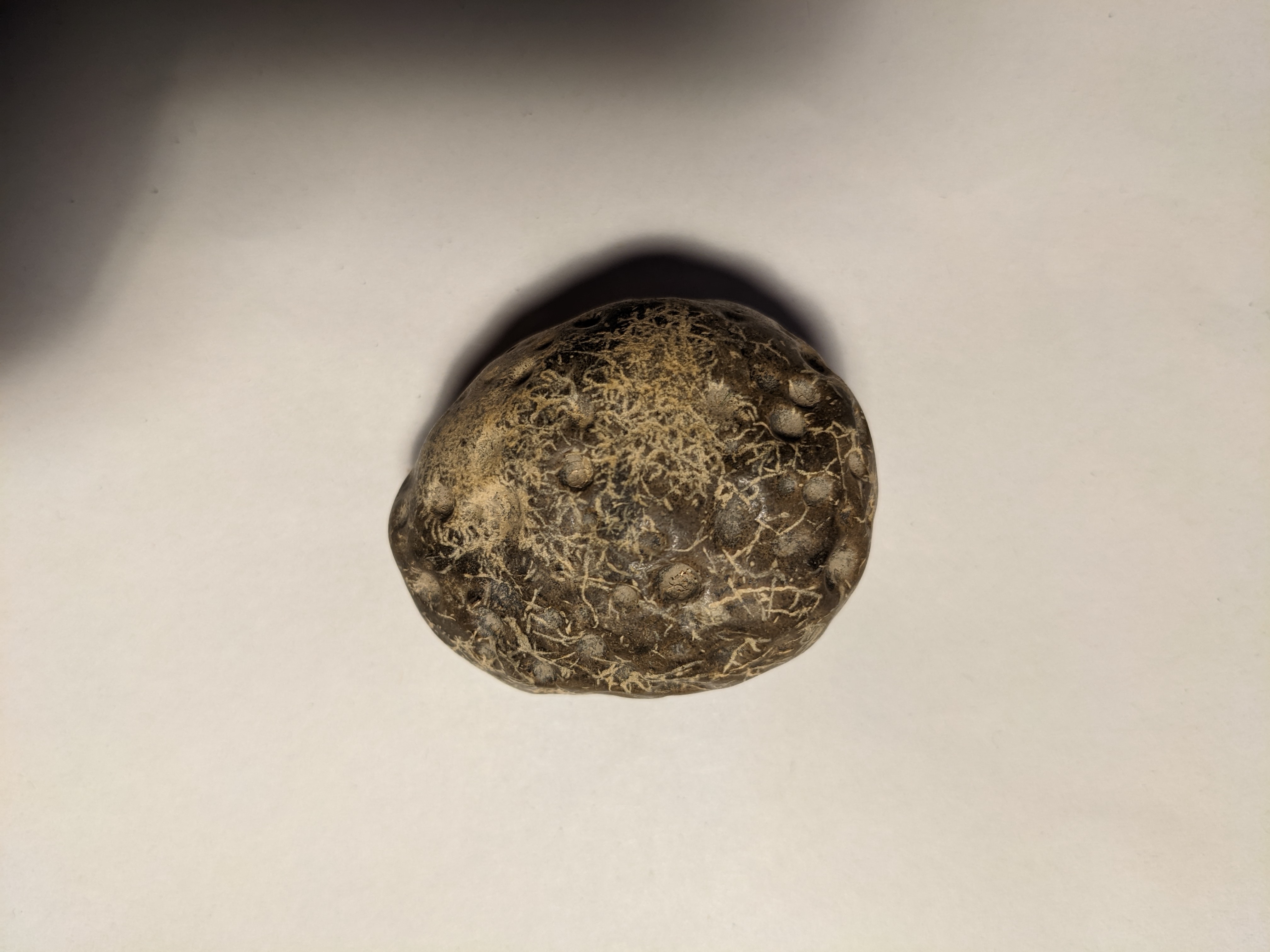 Fossil Hunting in Suffolk, UK - Fossil Hunting Trips - The Fossil Forum