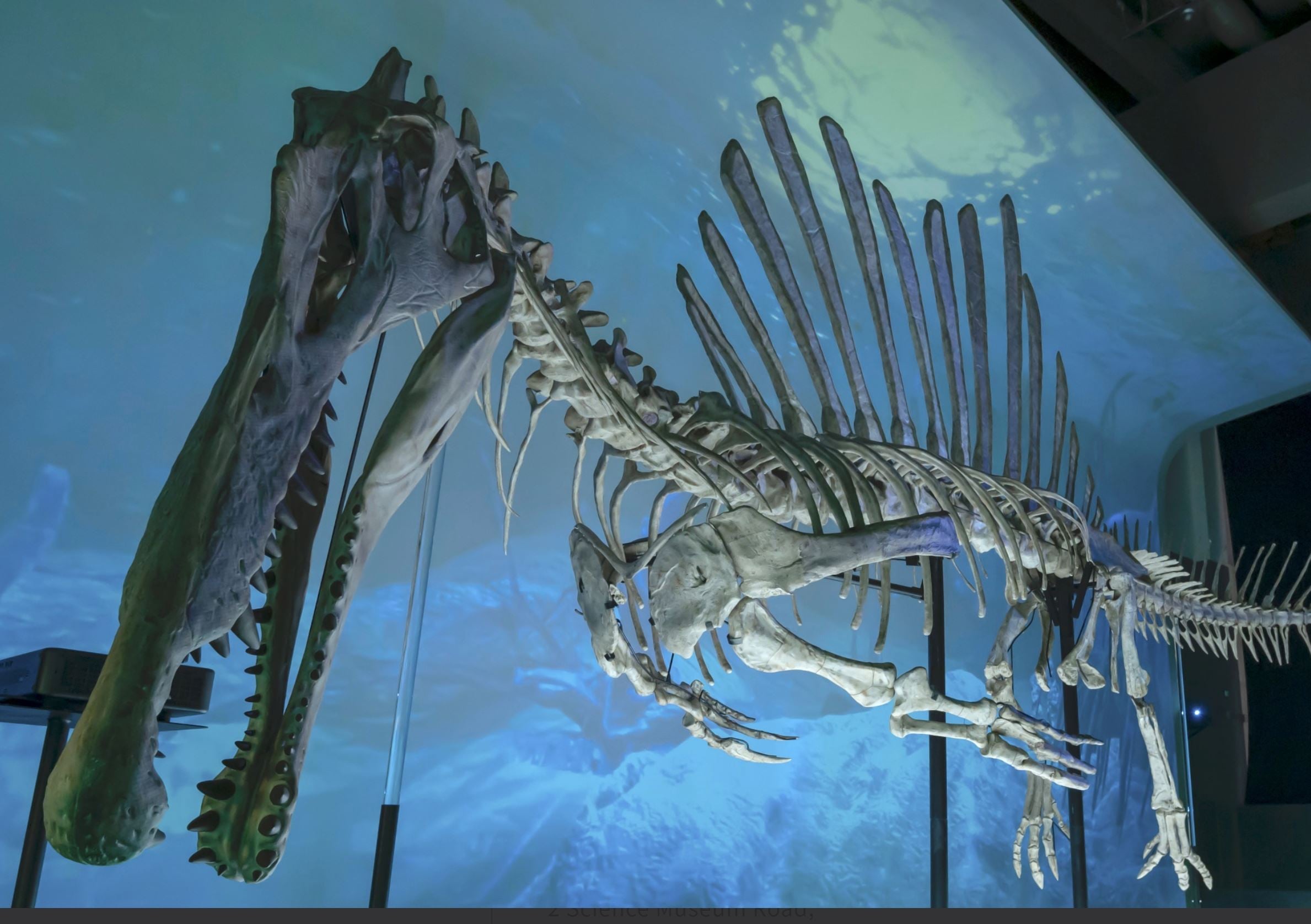 Spinosaurus bone? - Fossil ID - The Fossil Forum